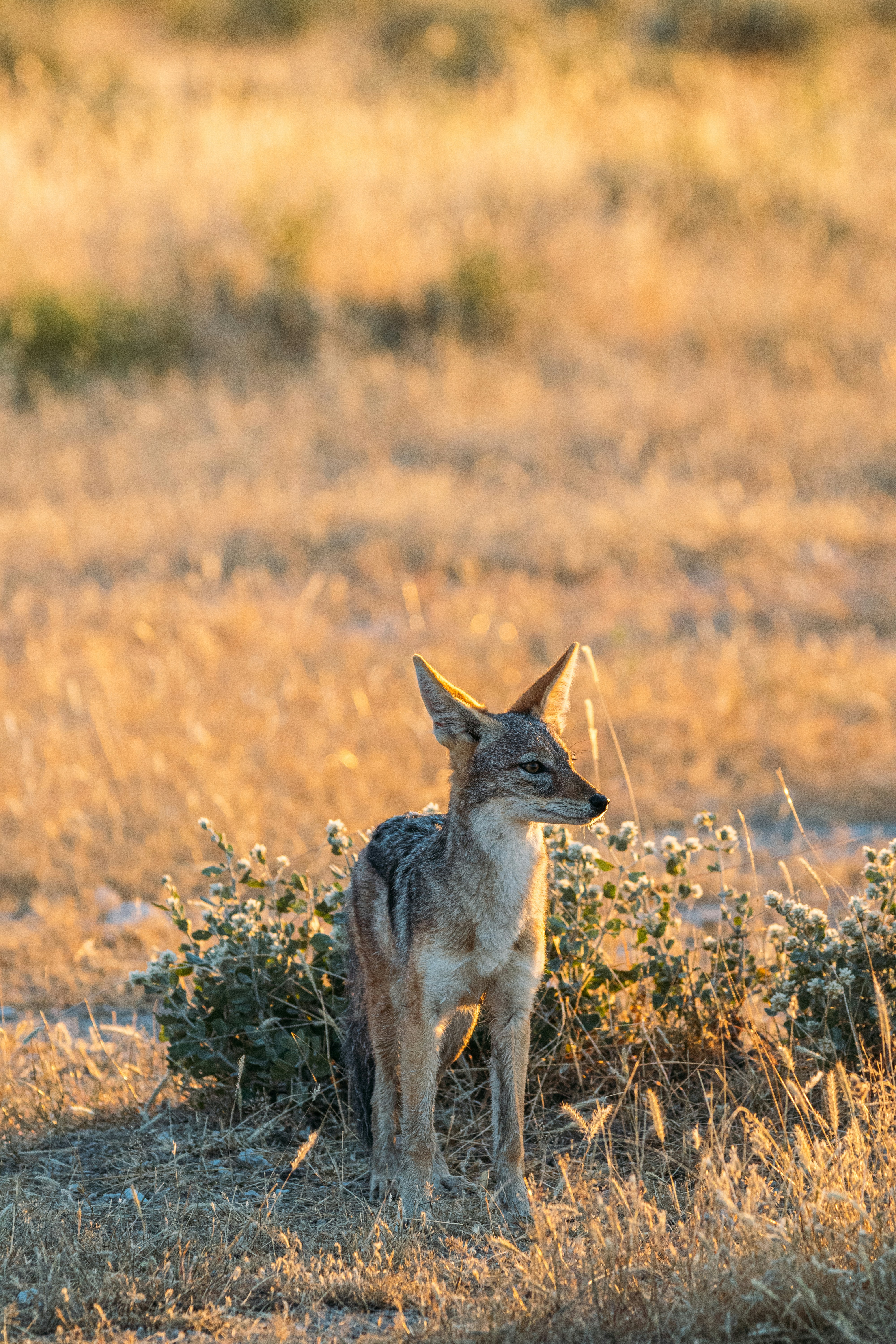 Golden Hour Watcher: A Jackal Standing Quiet in Prairie Light