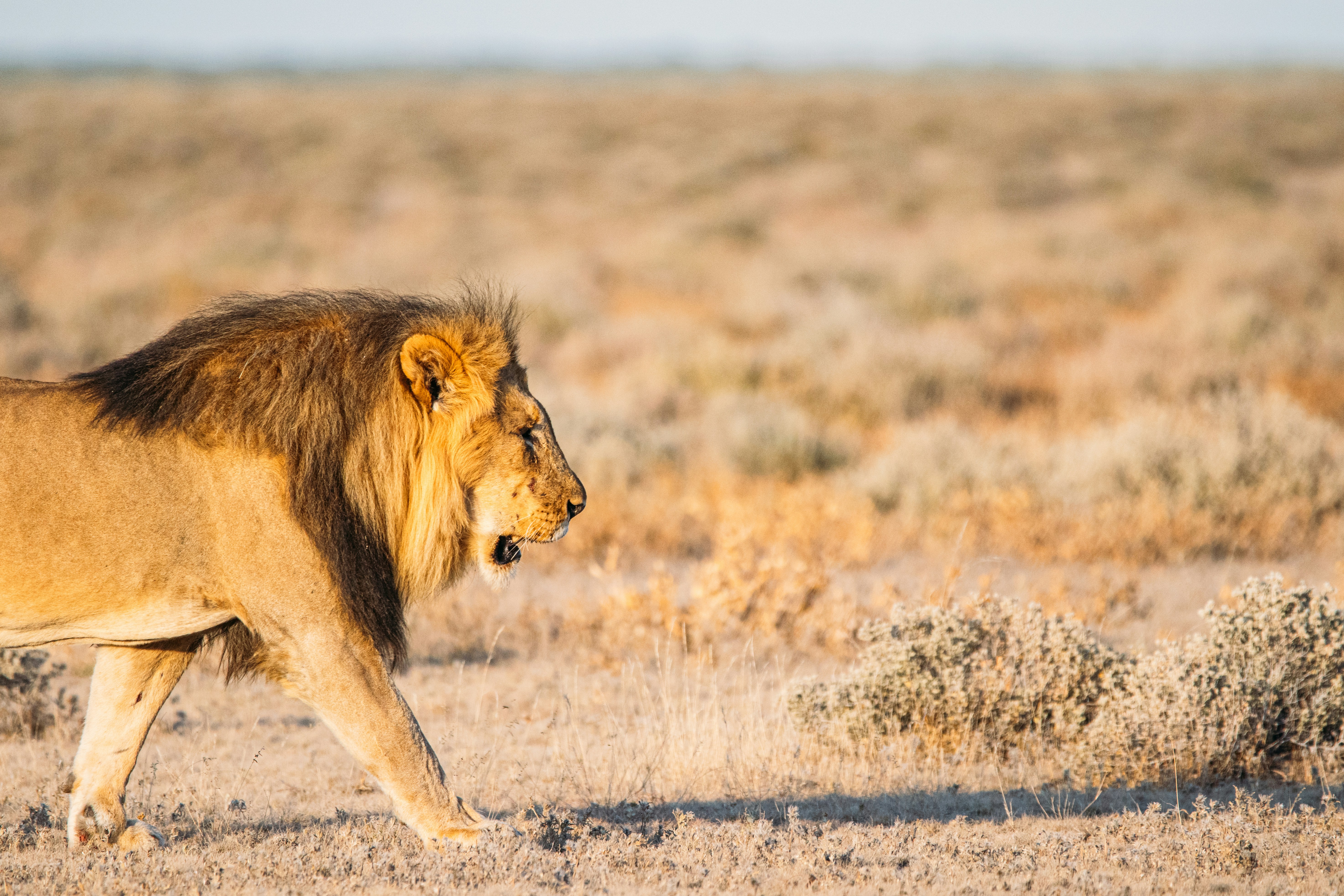Majestic Trek: The King of the Dunes Steps Forward