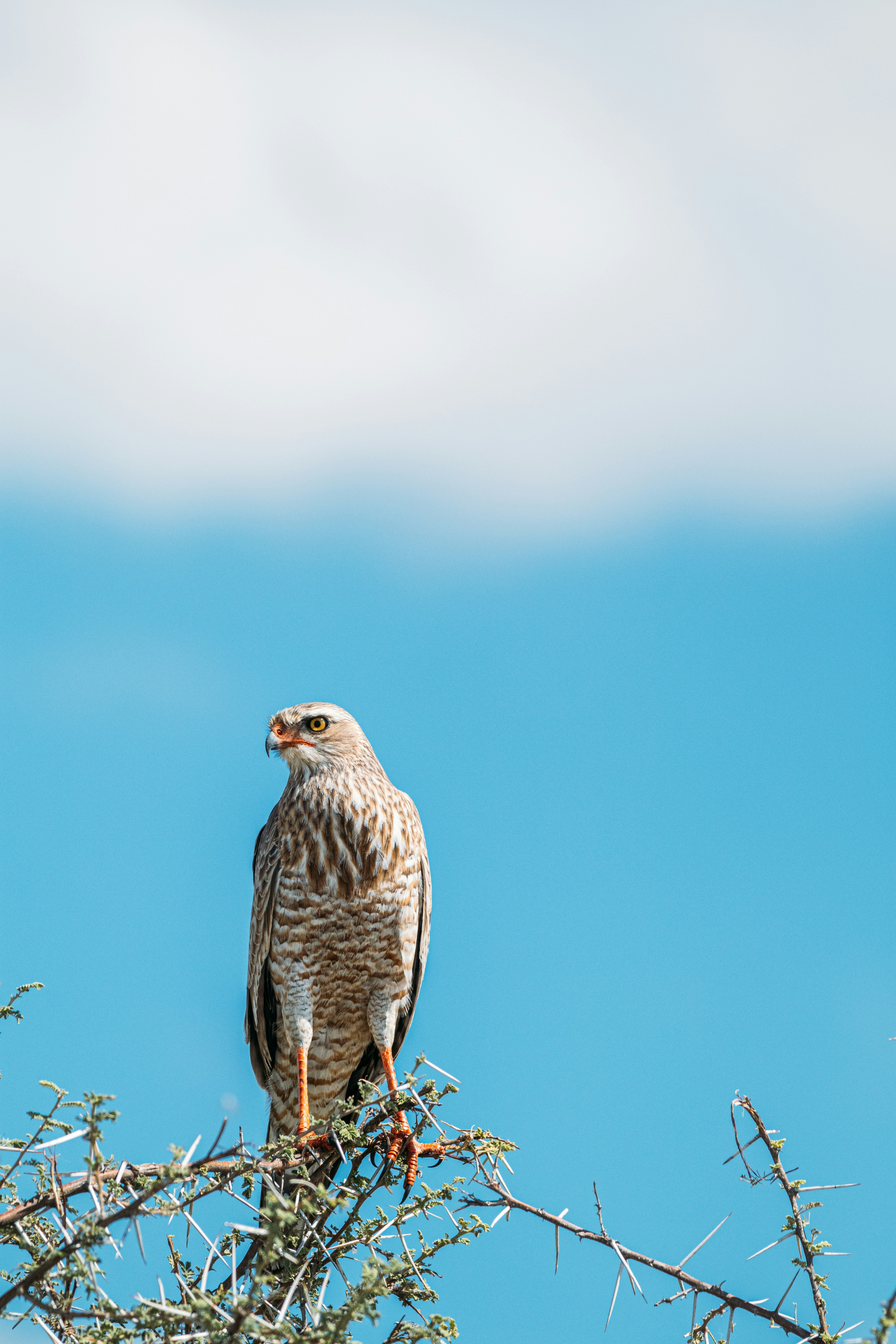 Hawk on a Spindly Thorne Beneath a Blue Sky