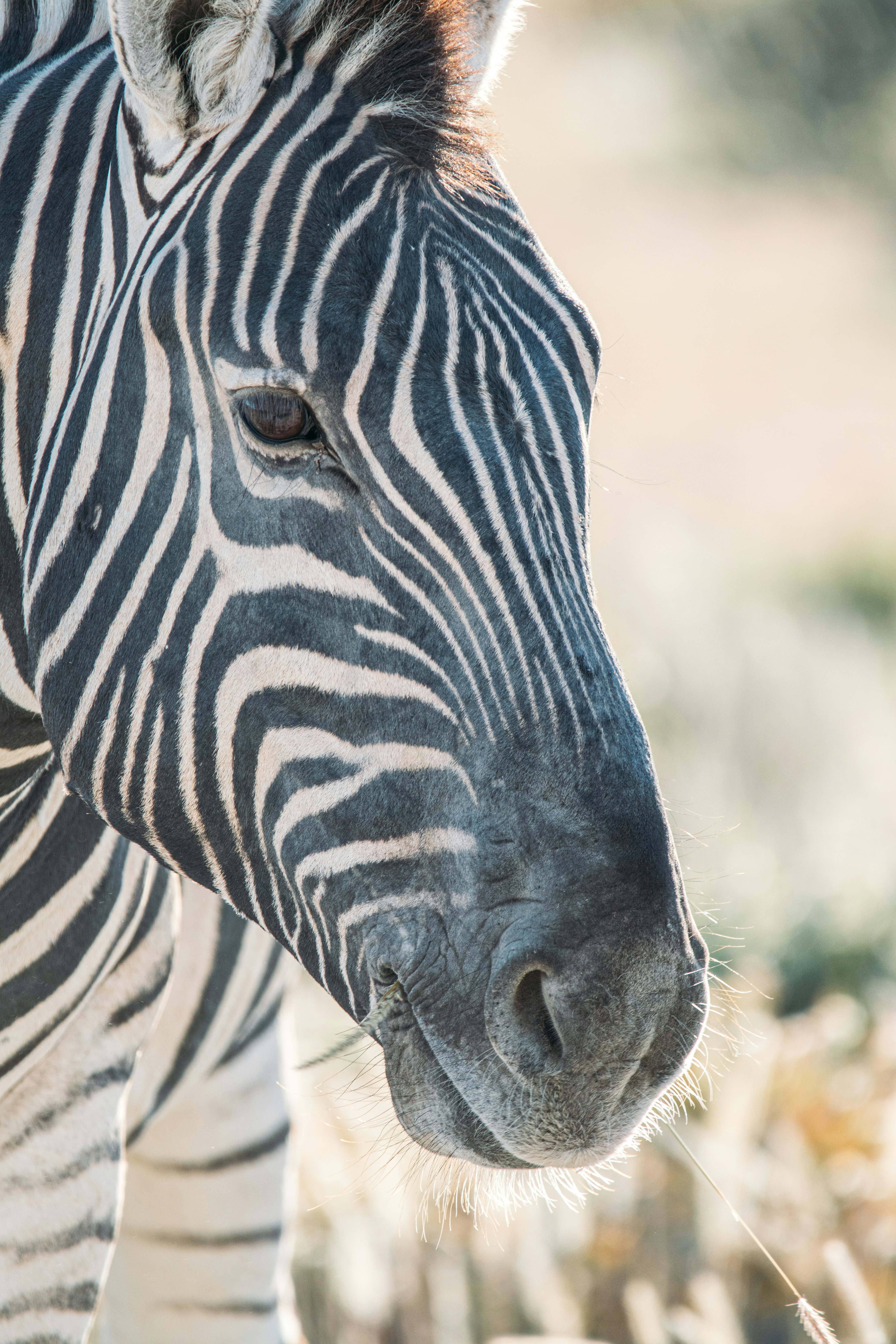 Zebra Portrait: Stripes in Soft Backlight