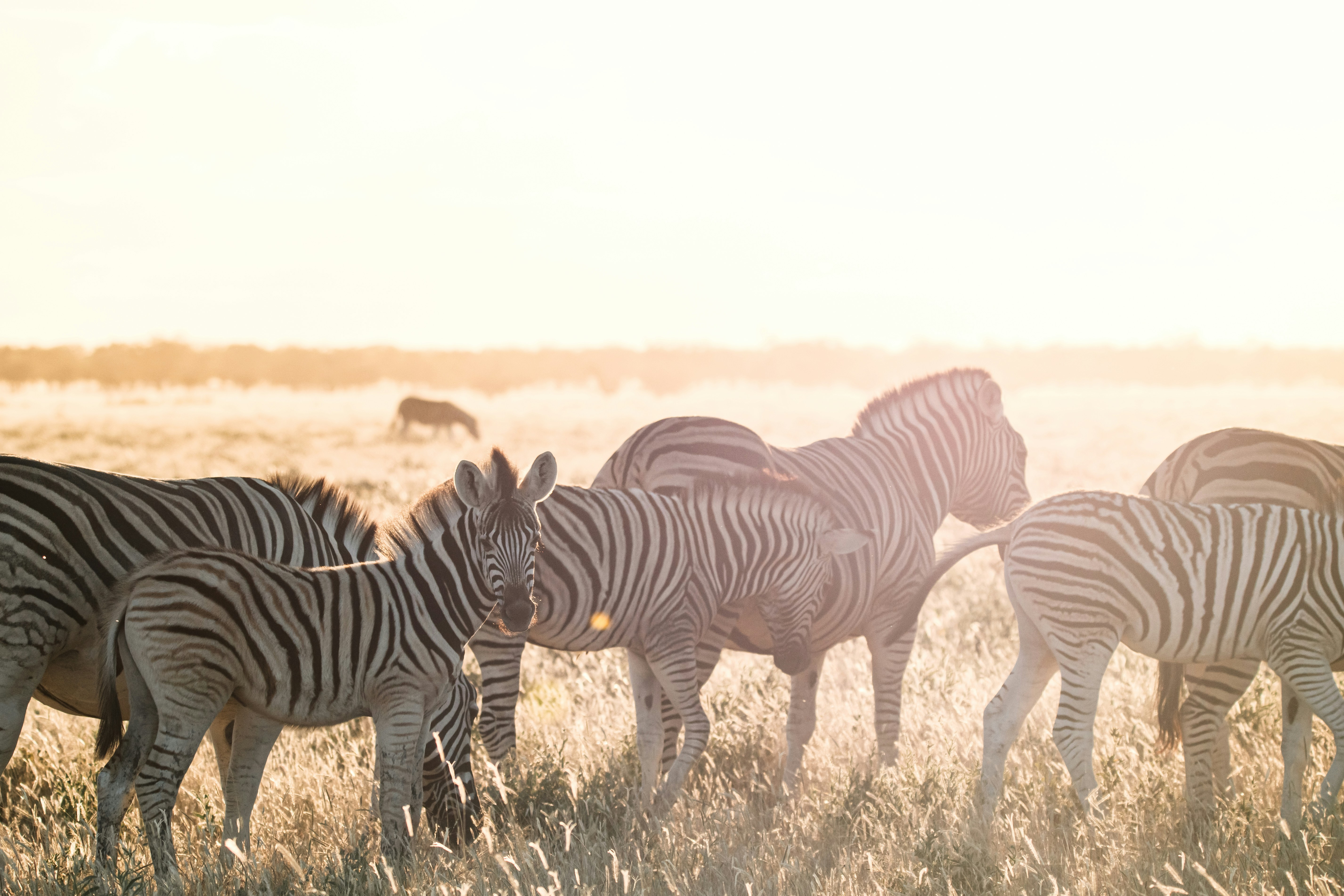 Herd at Quiet Dusk: Zebras in Soft Summer Light