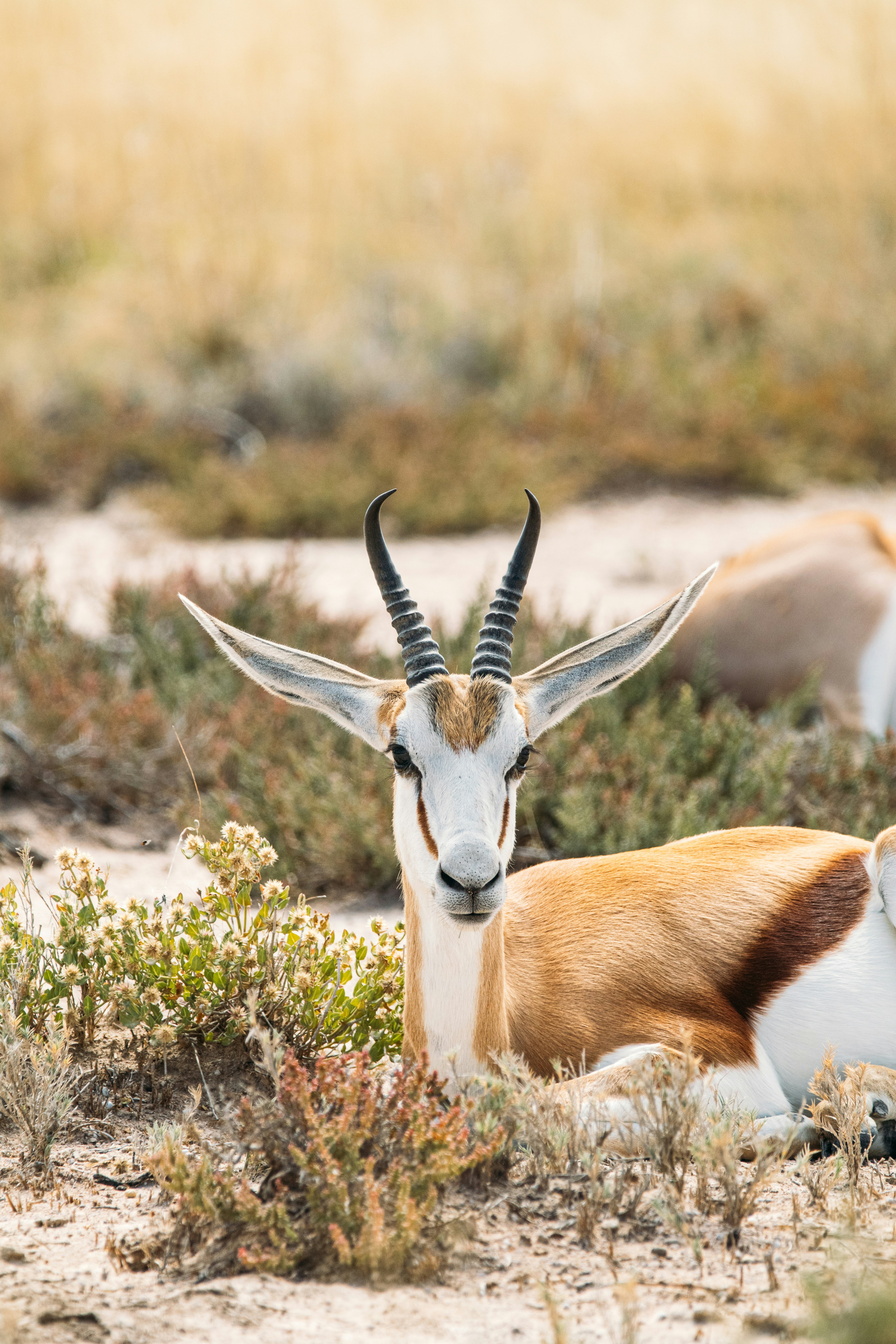 An alert springbok rests in the sparse, dry african savanna.