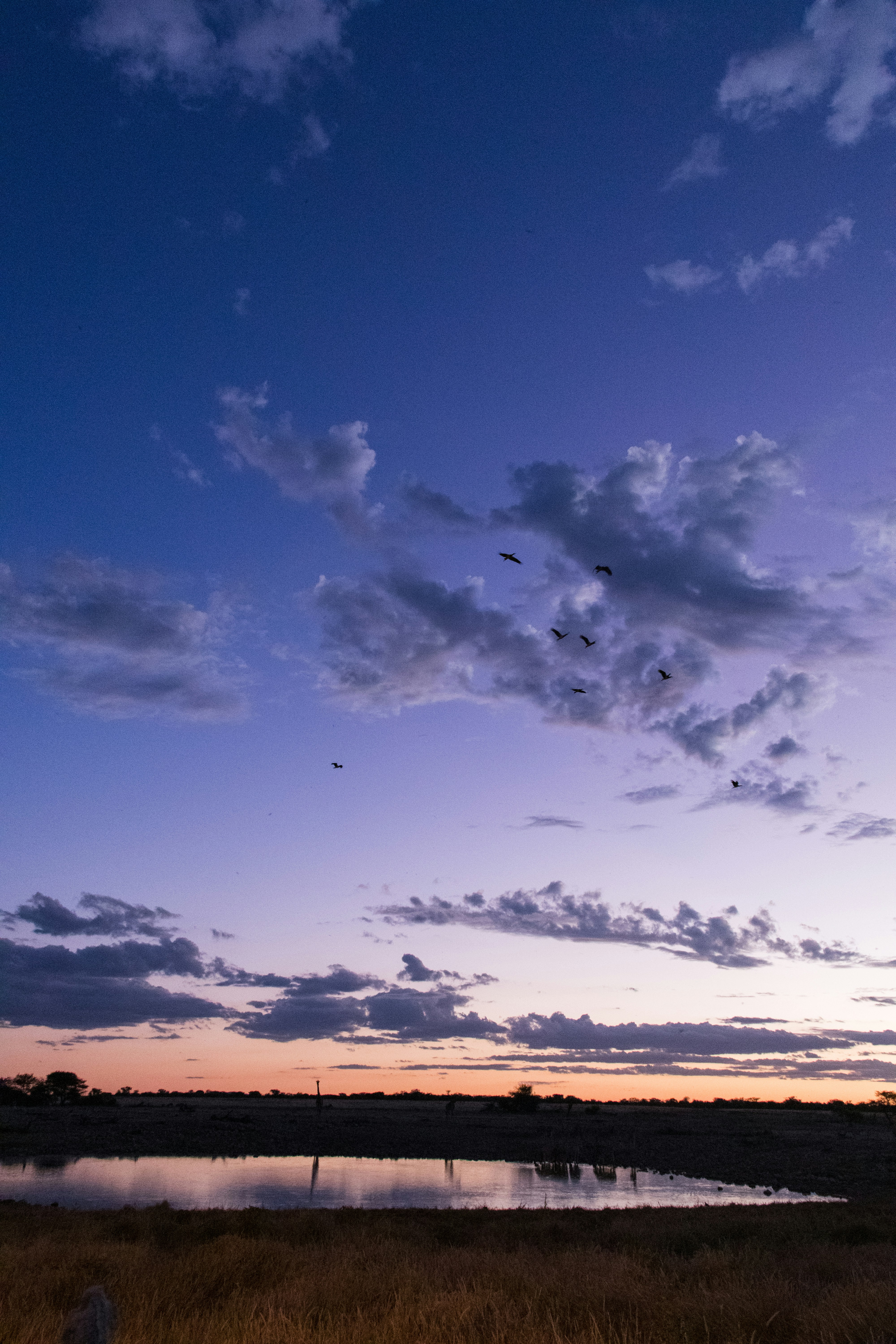 Dusk Over a Quiet Wetland with Skimming Birds