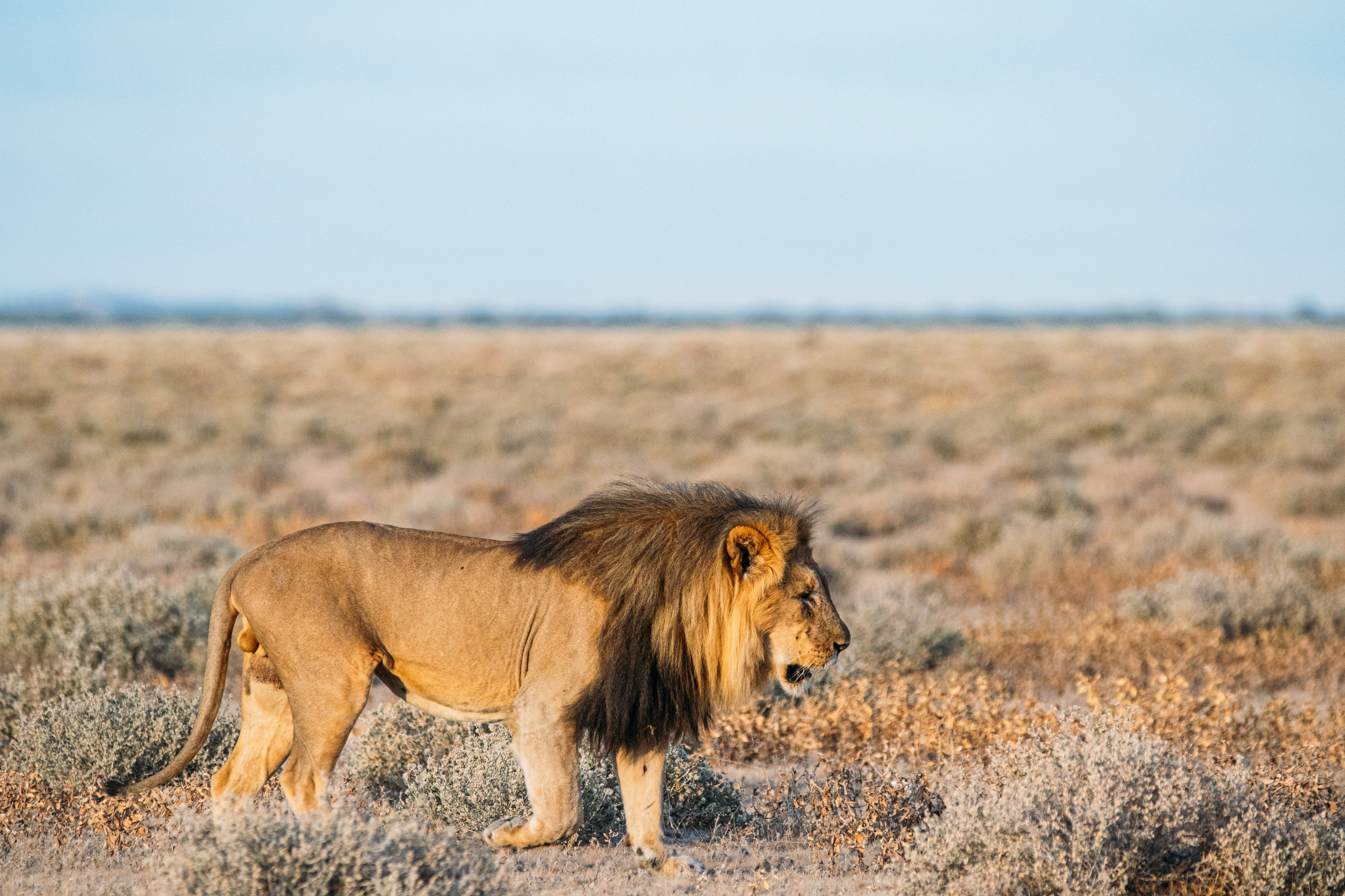 Lone King in the Serengeti Sunset: A Regal Stance Across Dry Grasslands