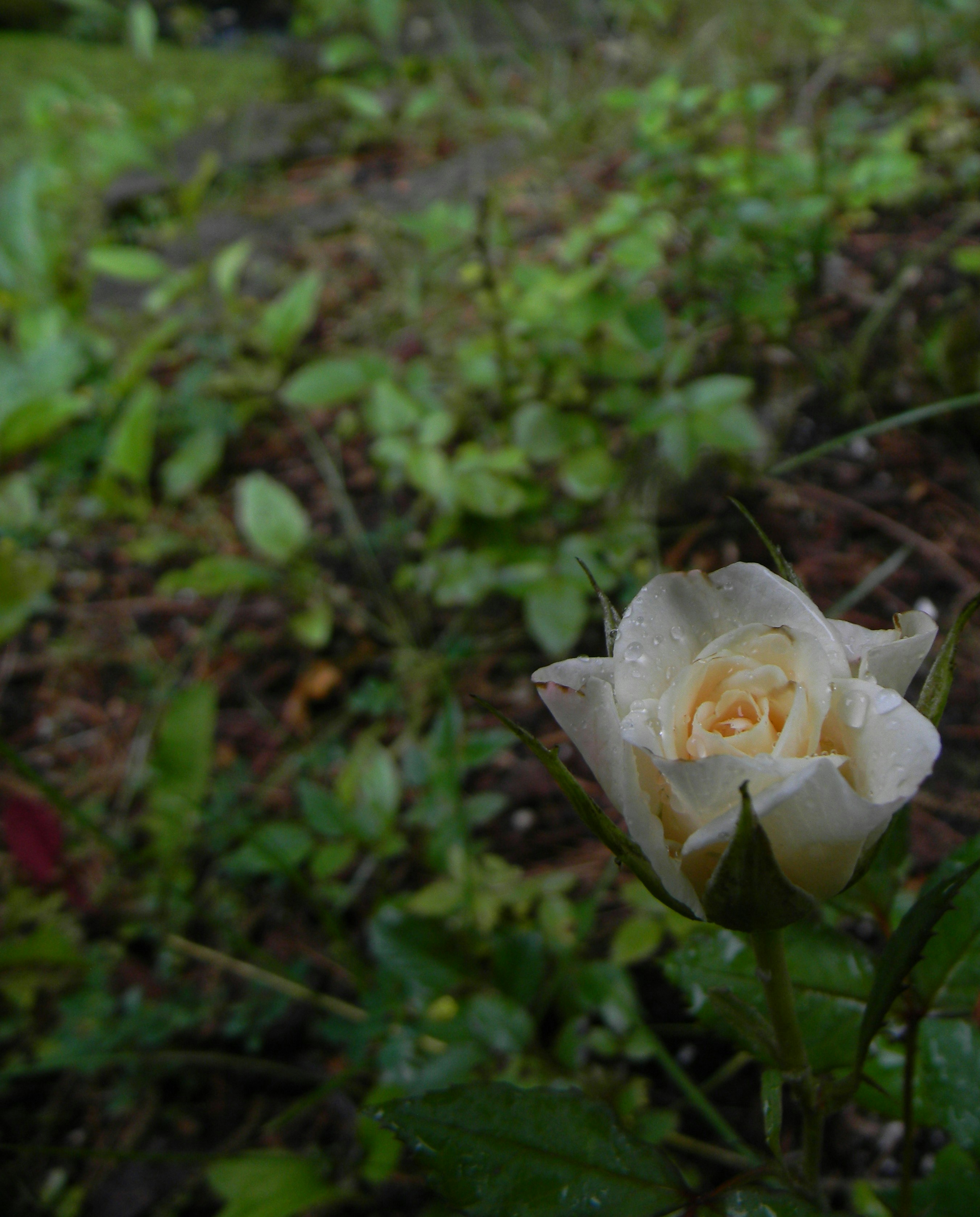 Soft-focused white-cream rose stands out amid green foliage with dew droplets; a close-up flower portrait in a natural garden setting.