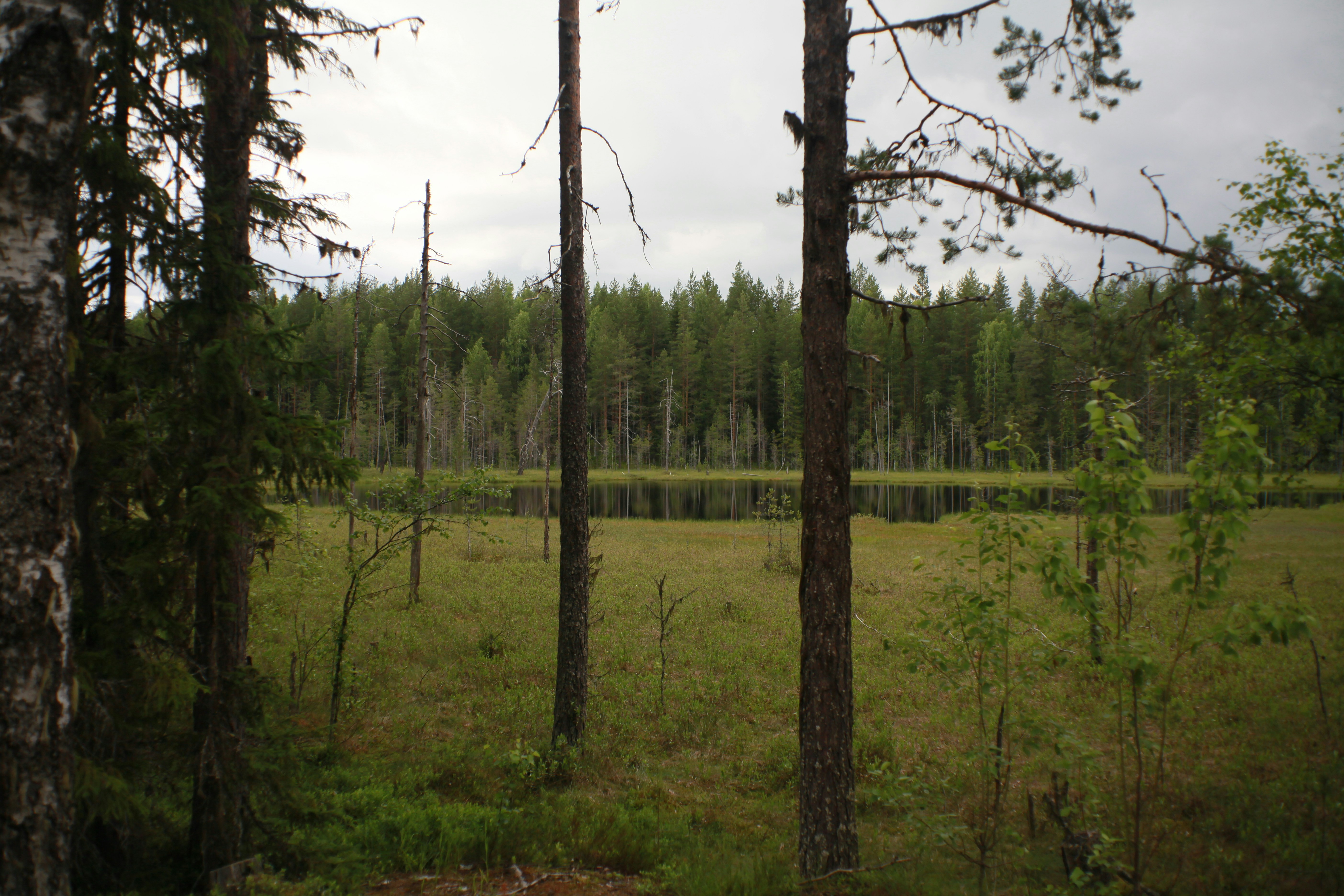 Forest Edge by a Still Lake