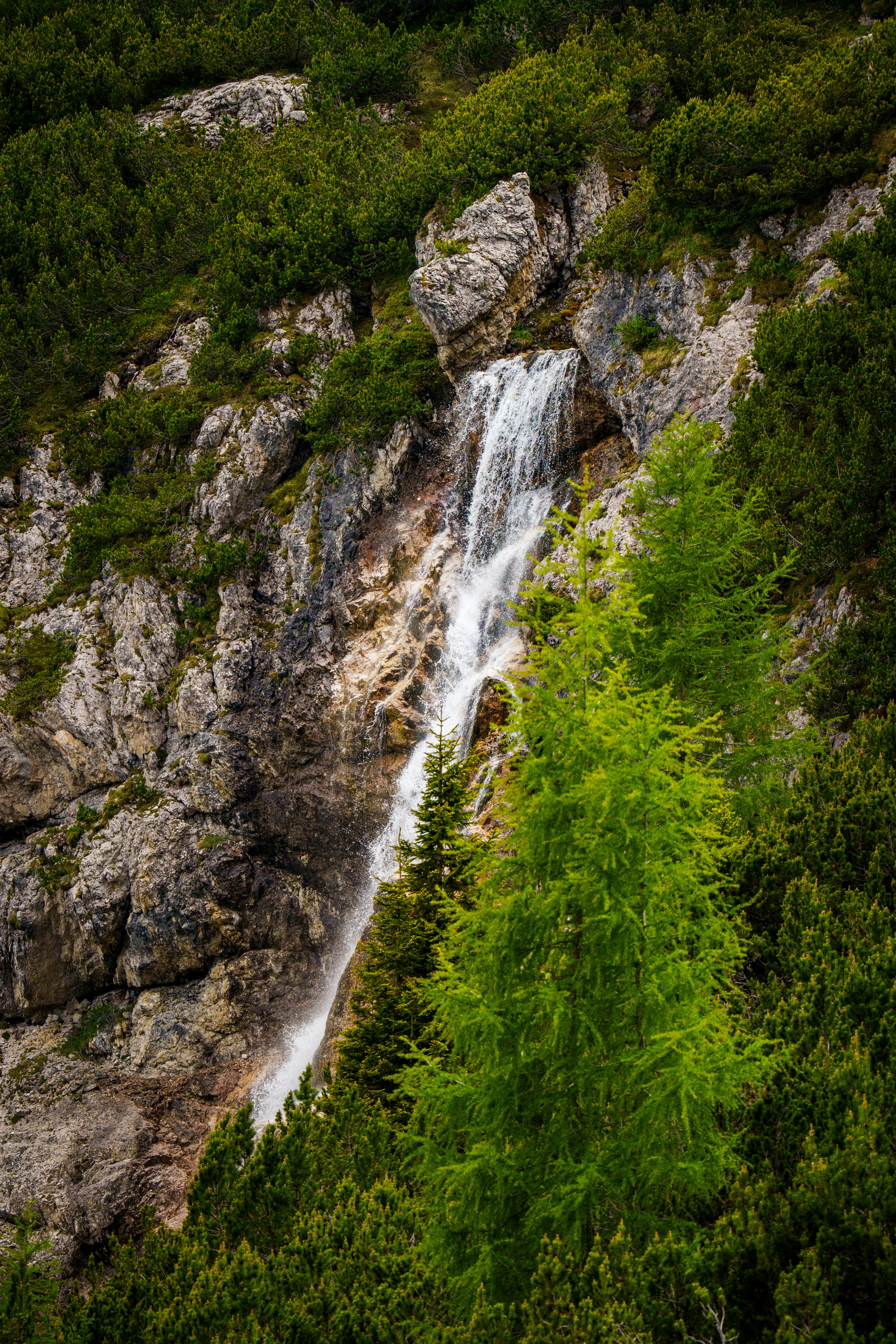 Cascading Veil Through Alpine Pines