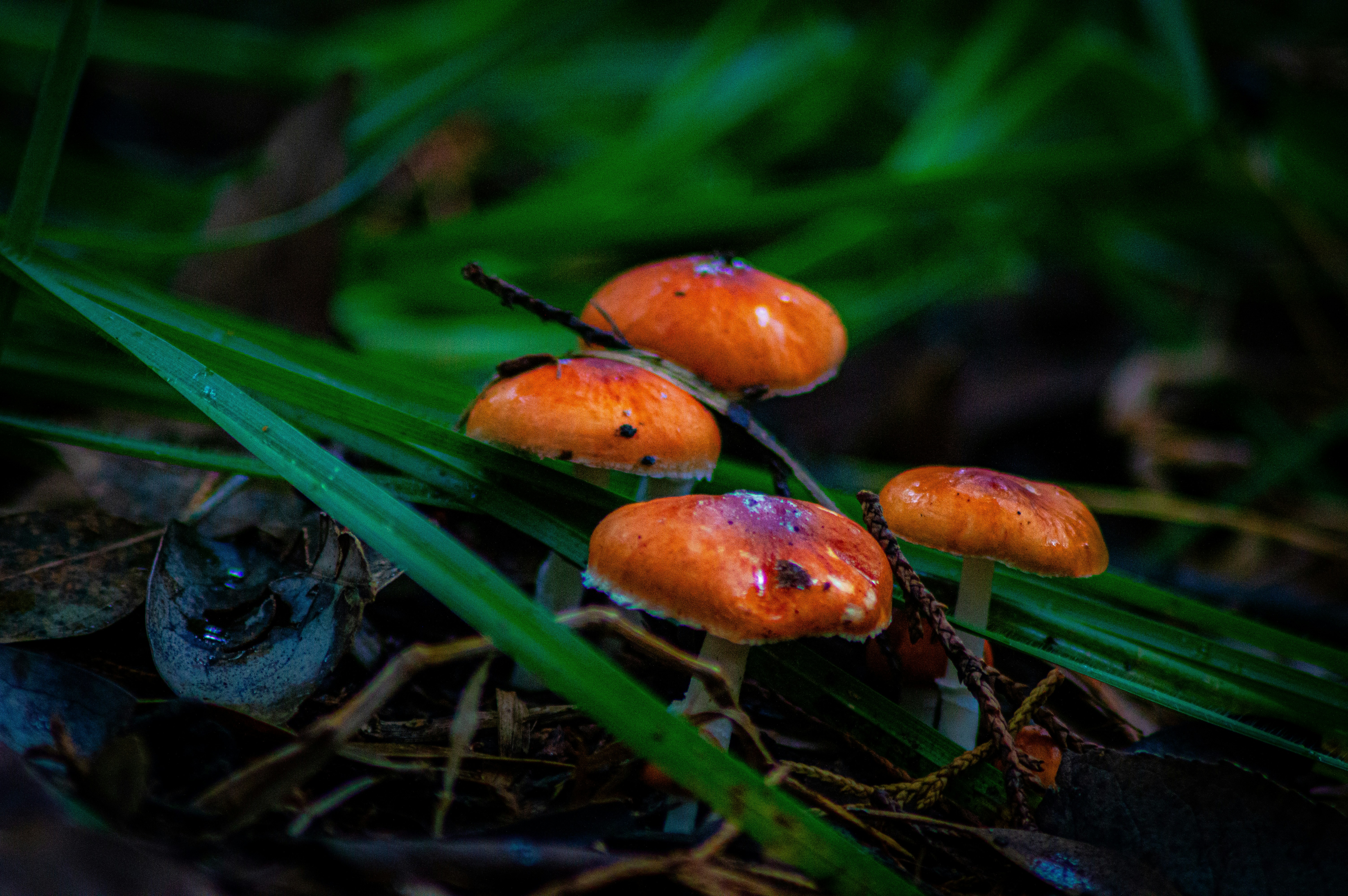 Orange Mushrooms Amid Forest Debris