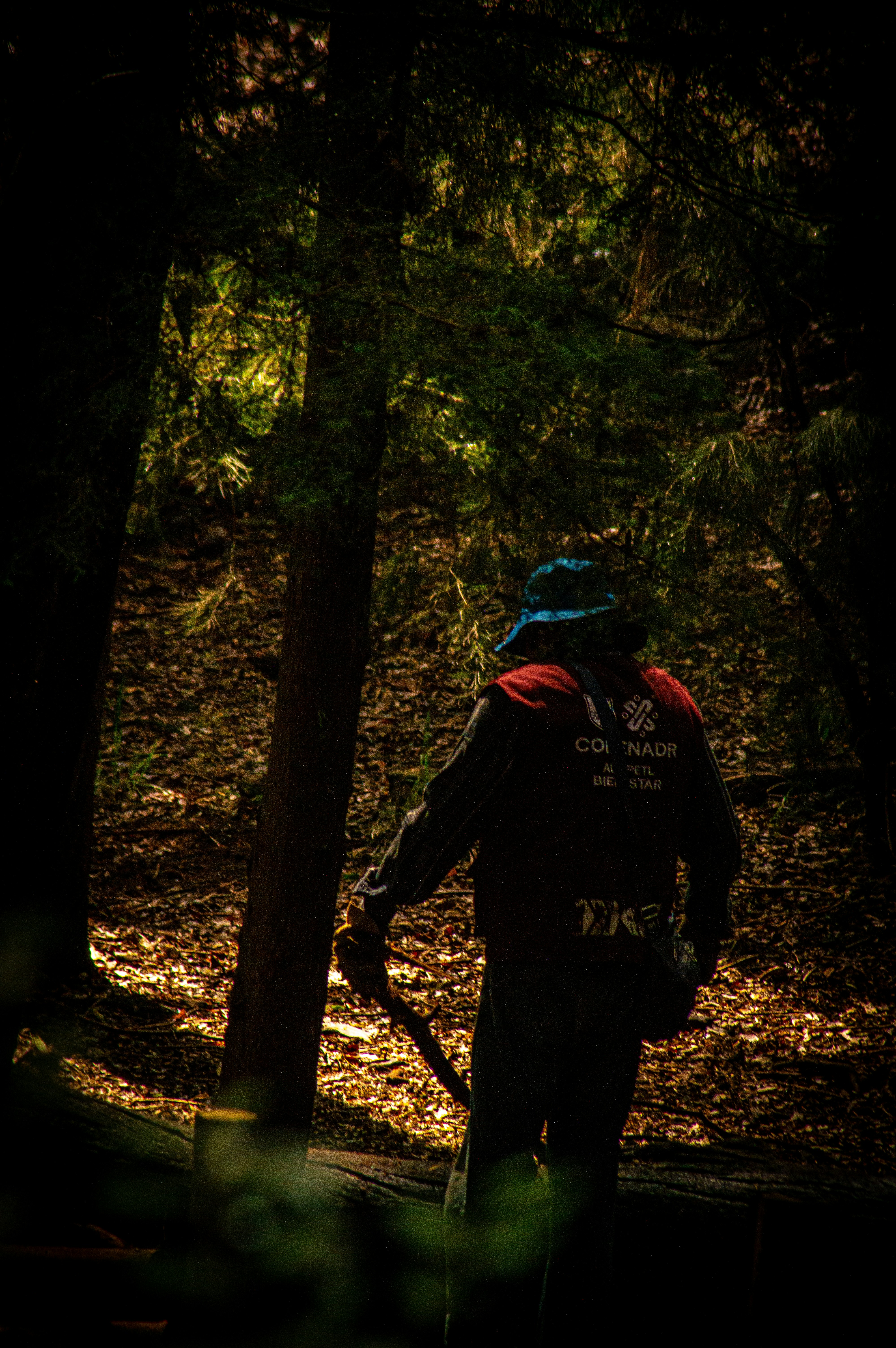 Shadowed Hiker in a Quiet Forest Clearing
