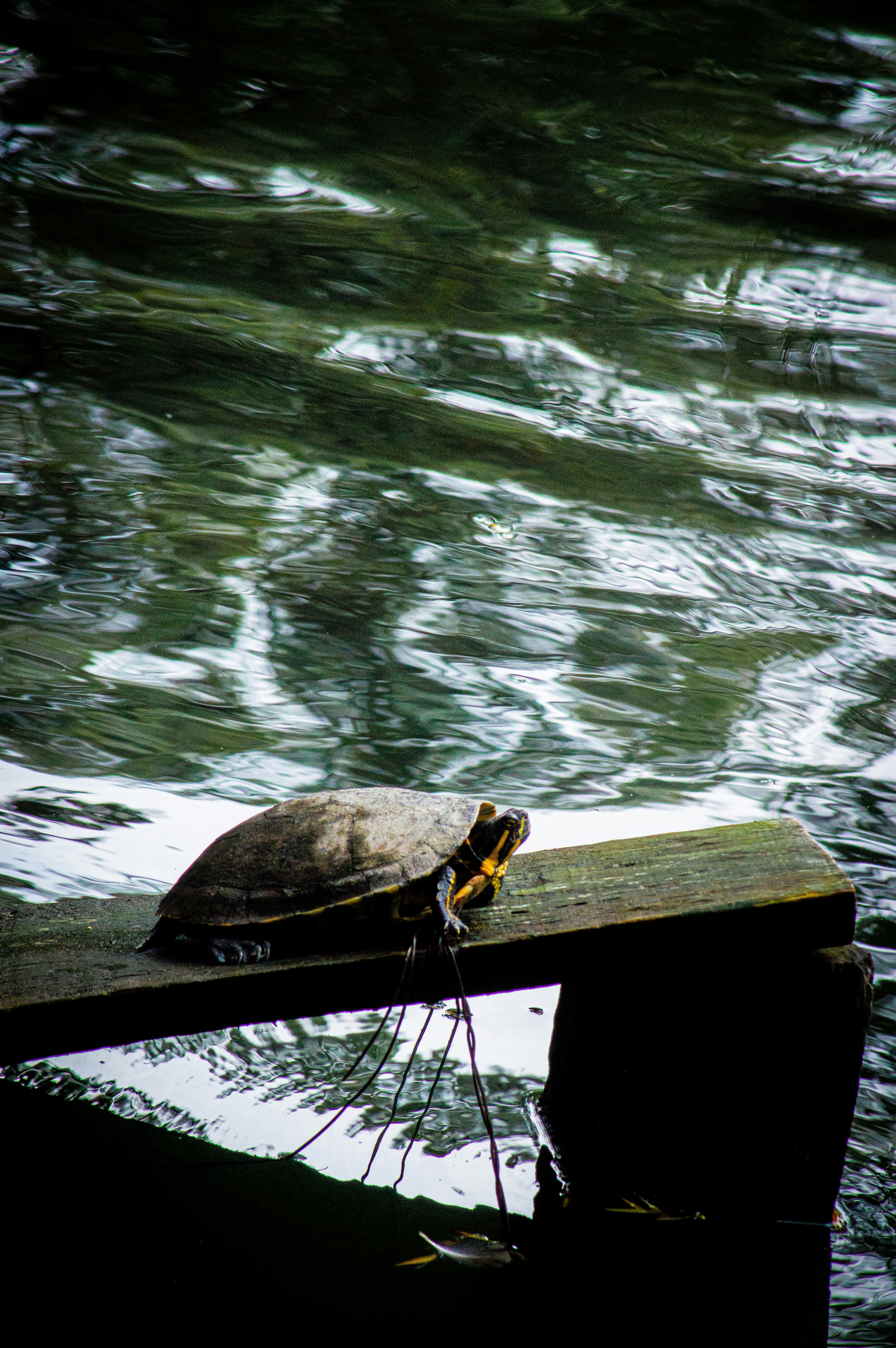 Turtle Awakening on a Weathered Ledge Over Quiet Water