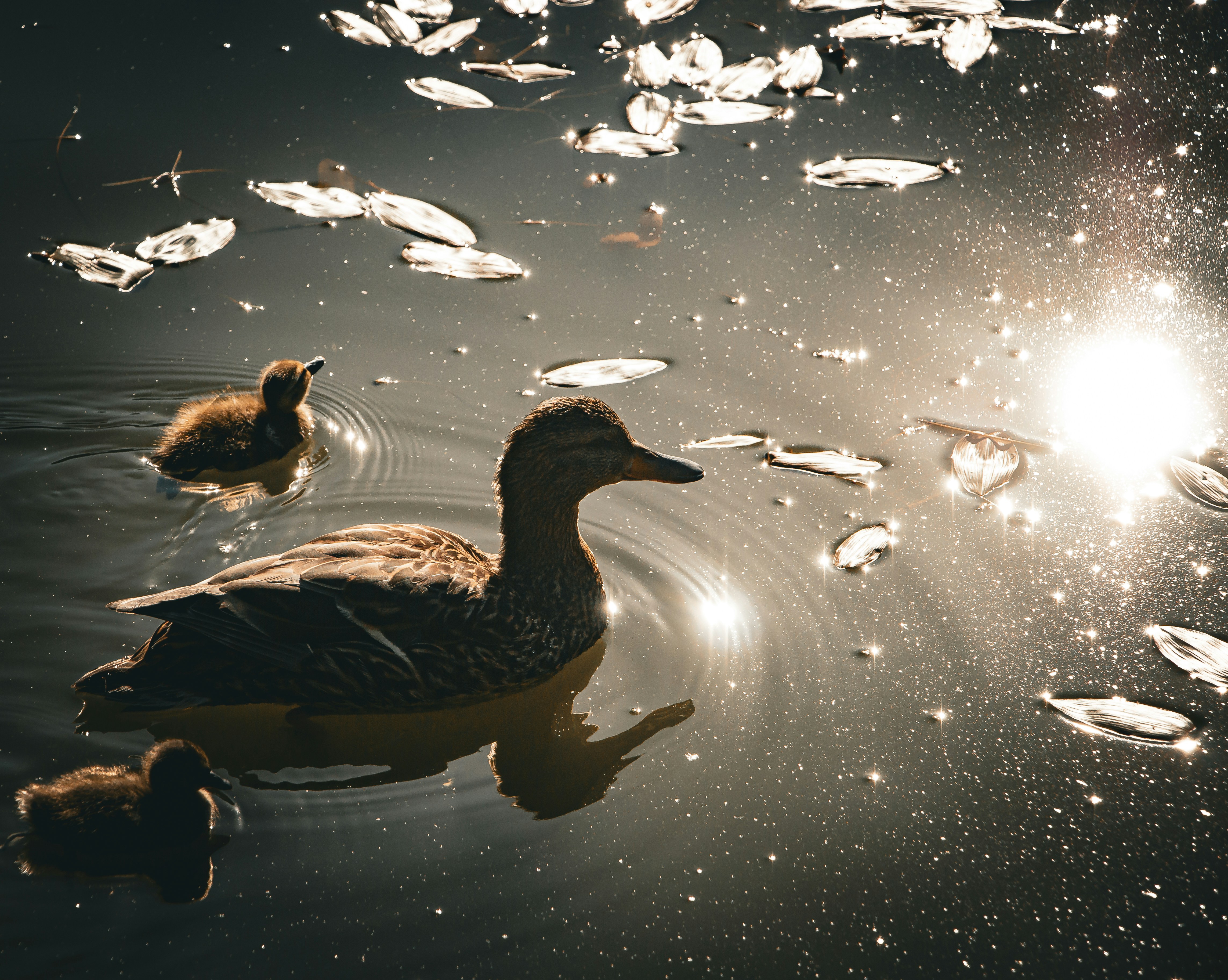 Ducks on a Sparkling Lake at Dusk