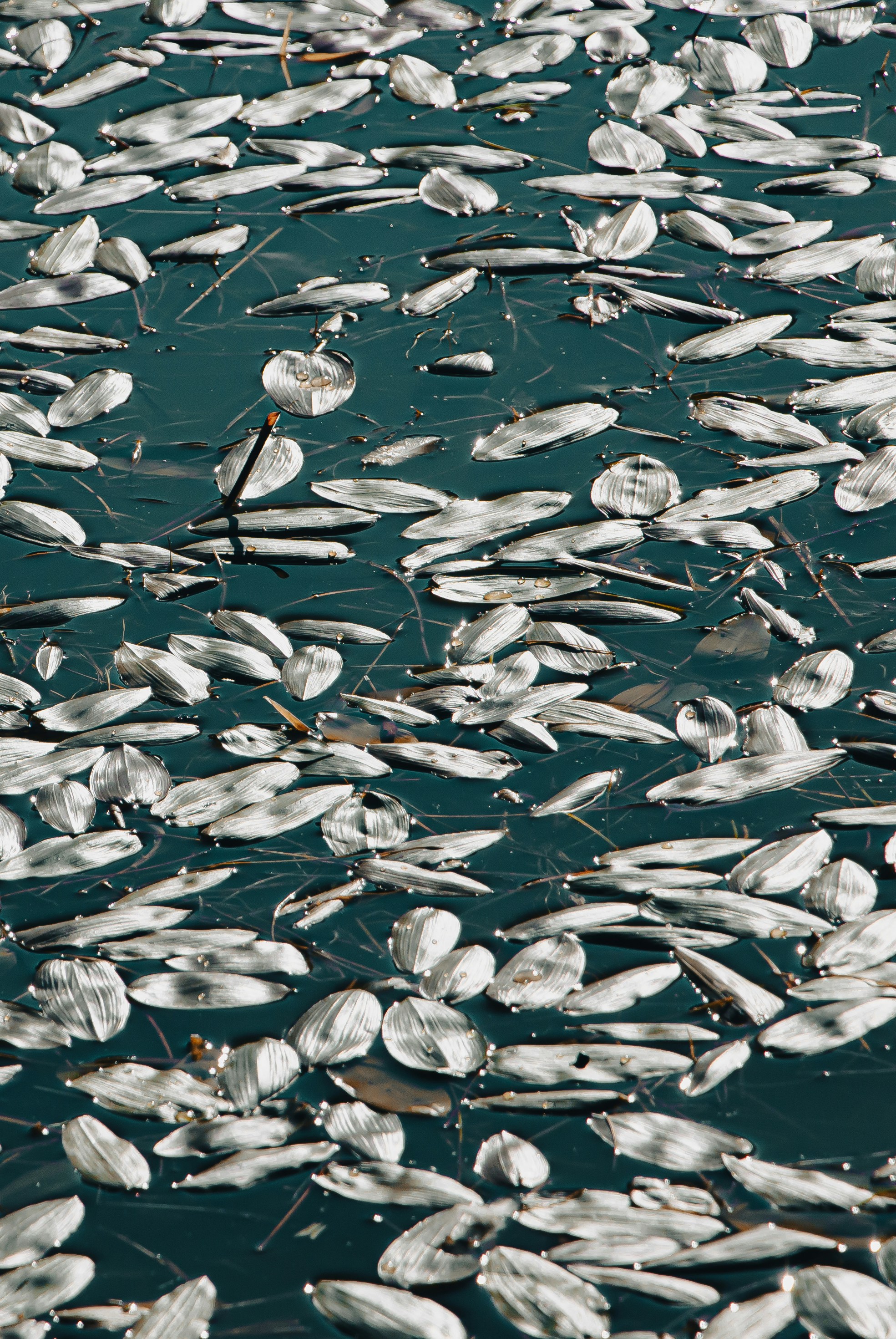 Algae-silver: a field of floating petals on teal water
