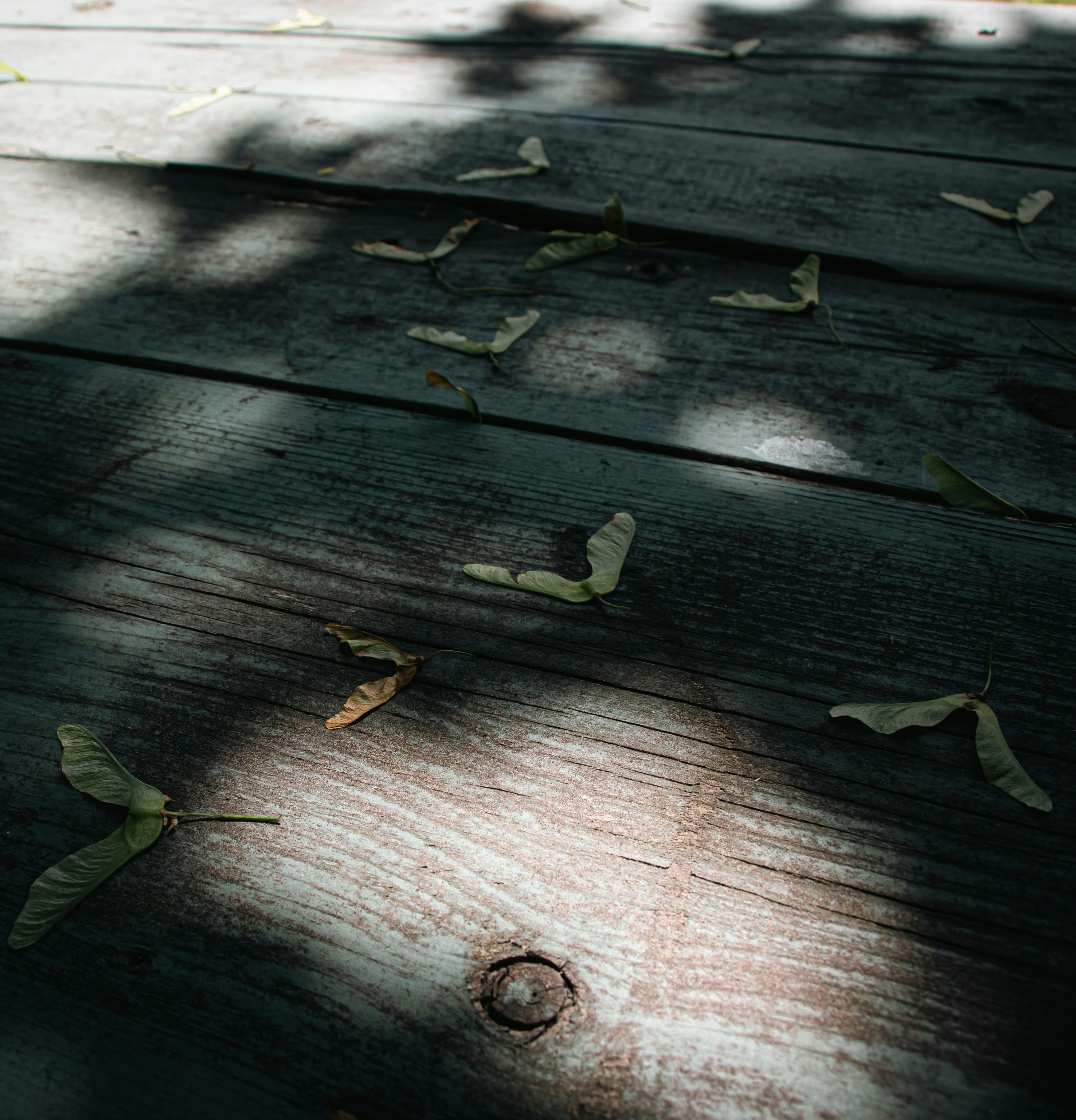 Shaded deck of scattered leaves under dappled light