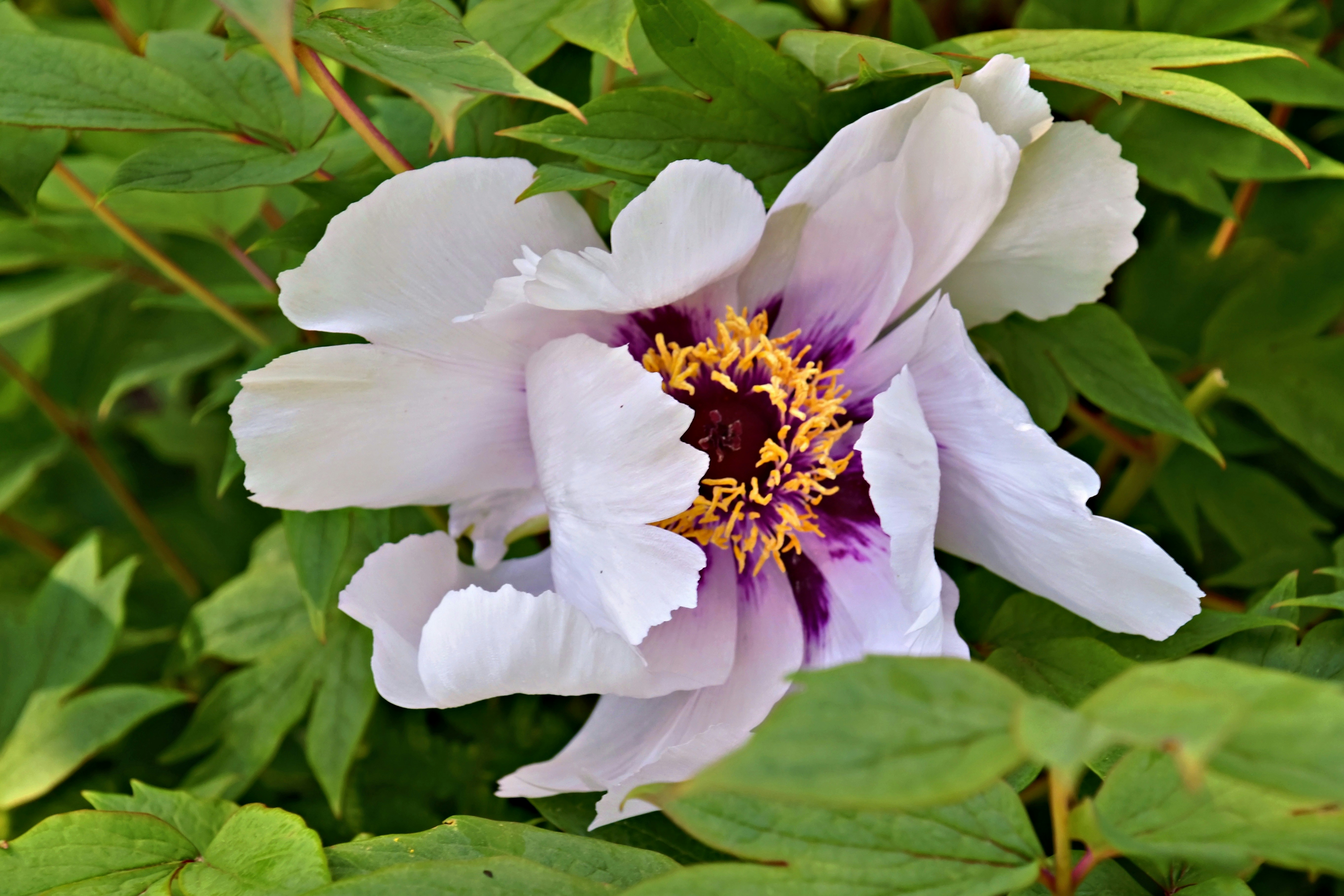 Pink and purple Peony Burst: A Close-Up of Delicate Petals and Golden Center