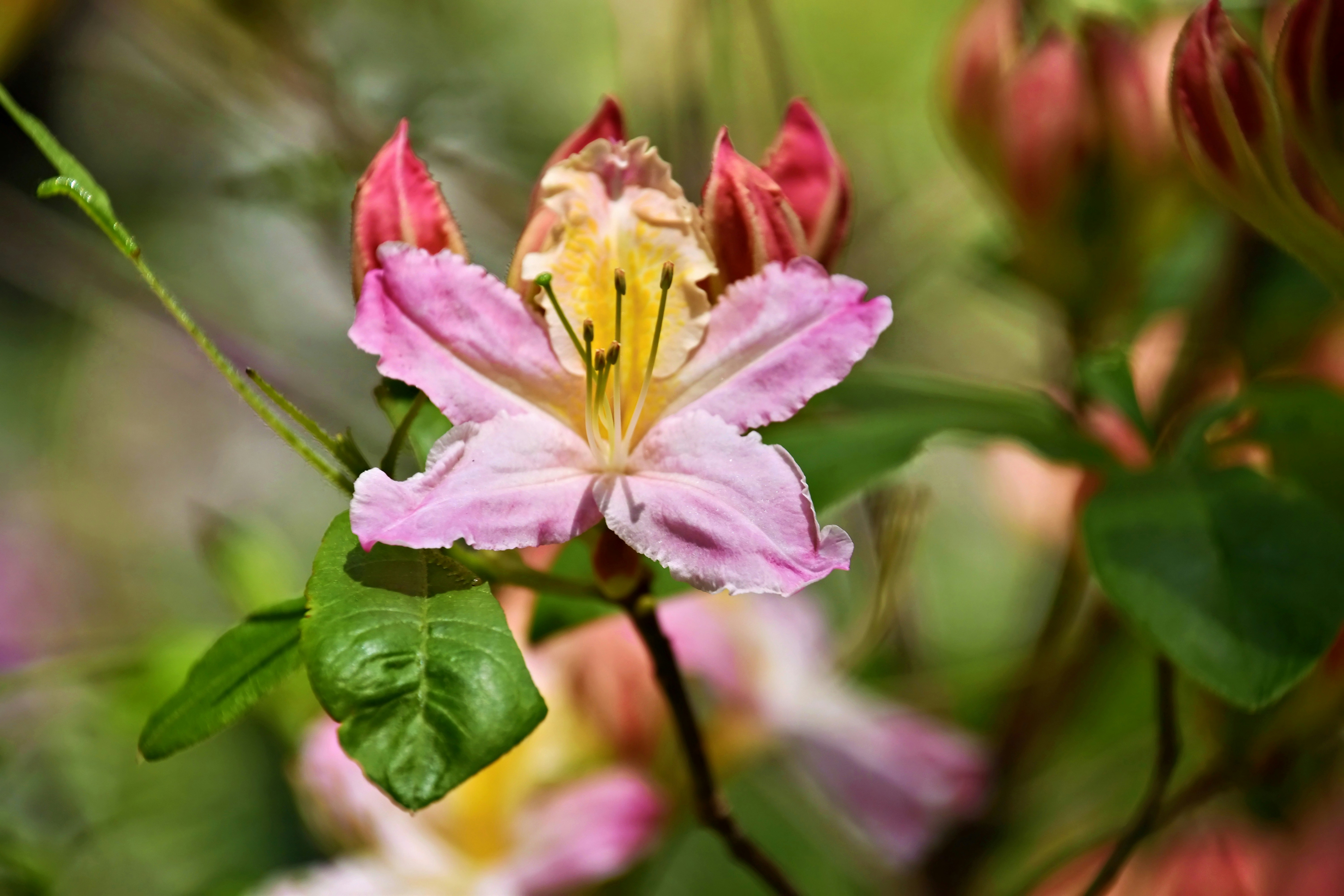 Pink Bloom with Central Stamen Detail in a Garden Scene