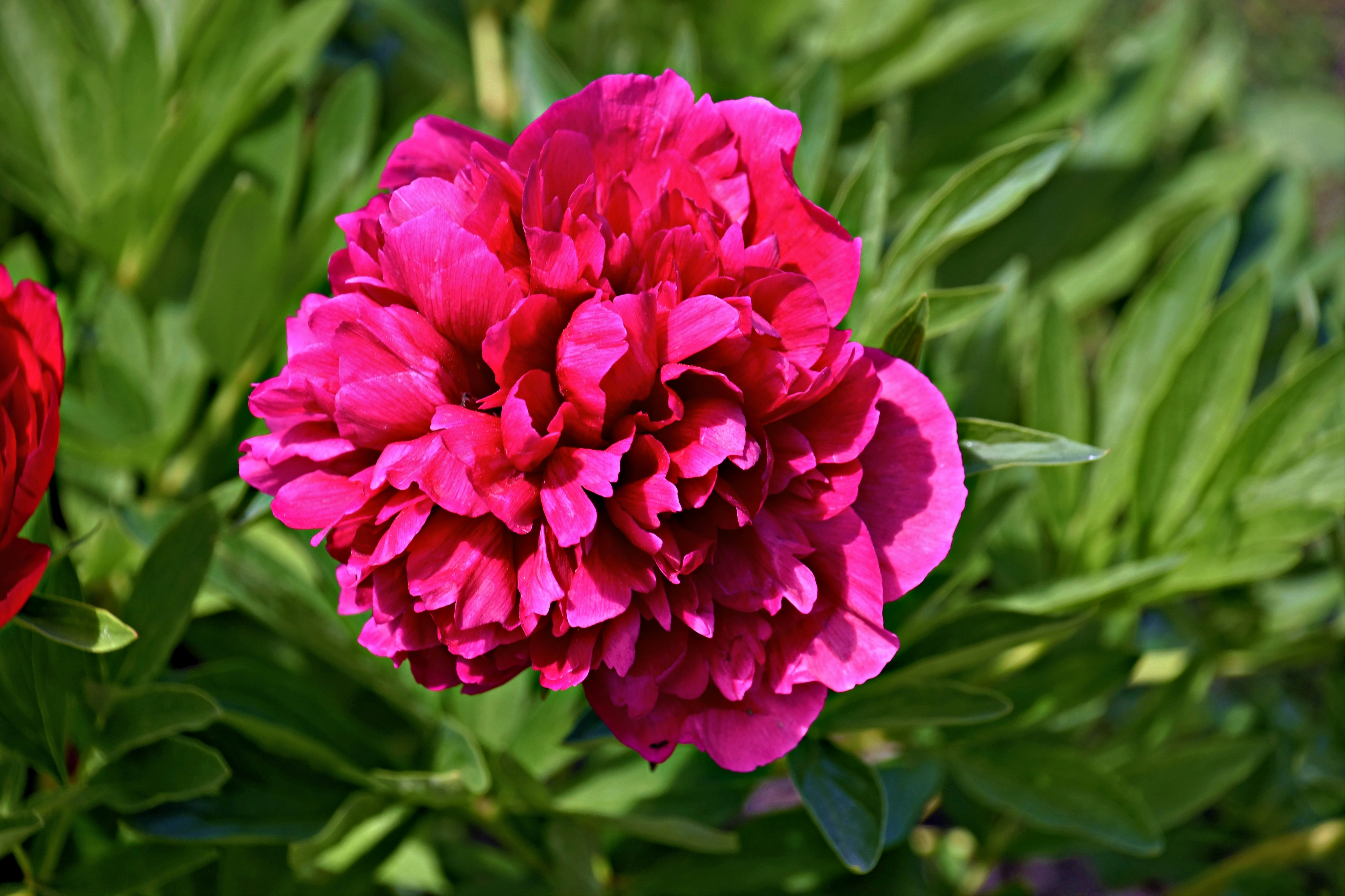 Crimson Peony in Focus: Velvet Petals Amid Green Backdrop