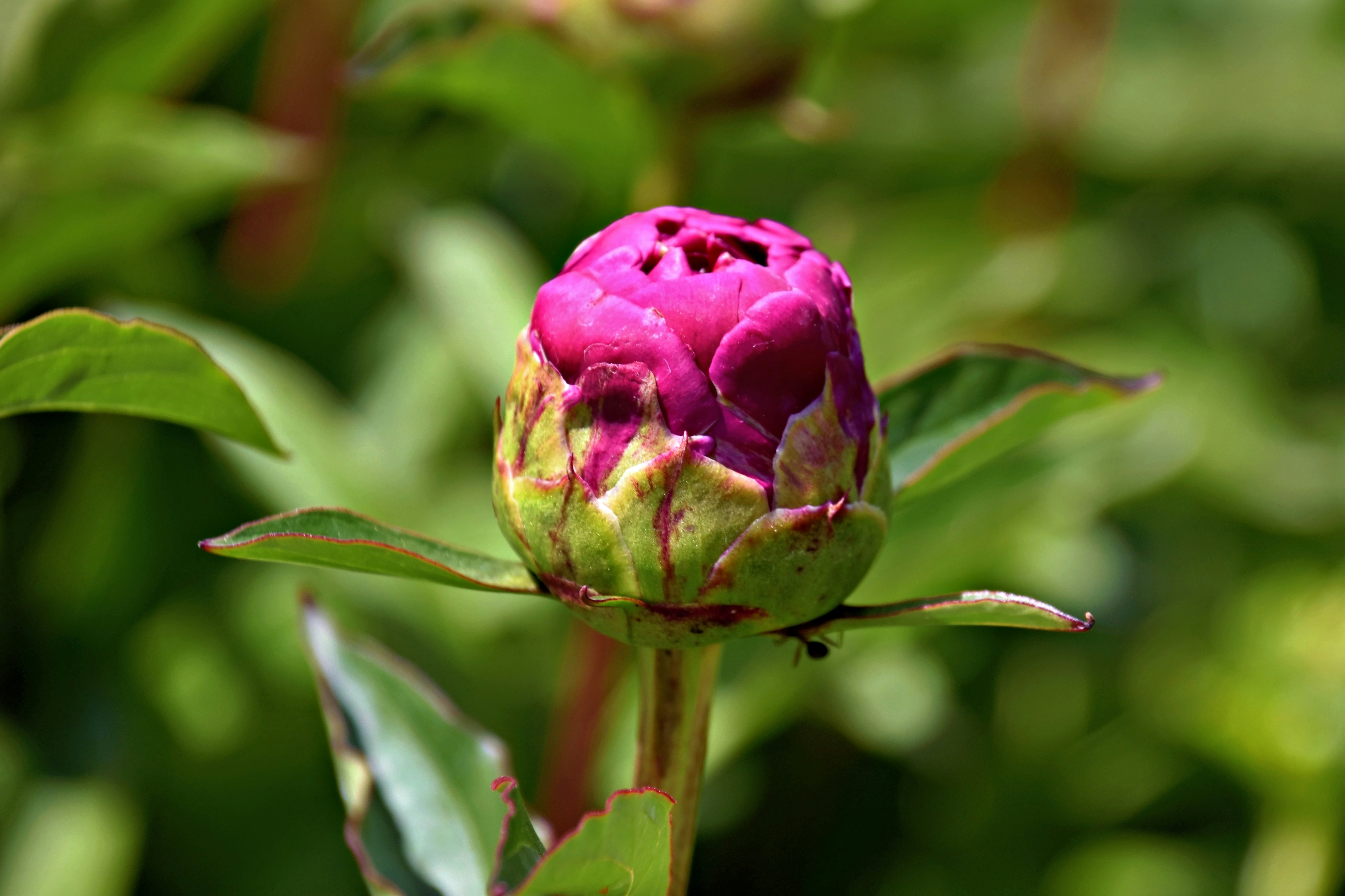 Pink Peony Bud with Verdant Backdrop