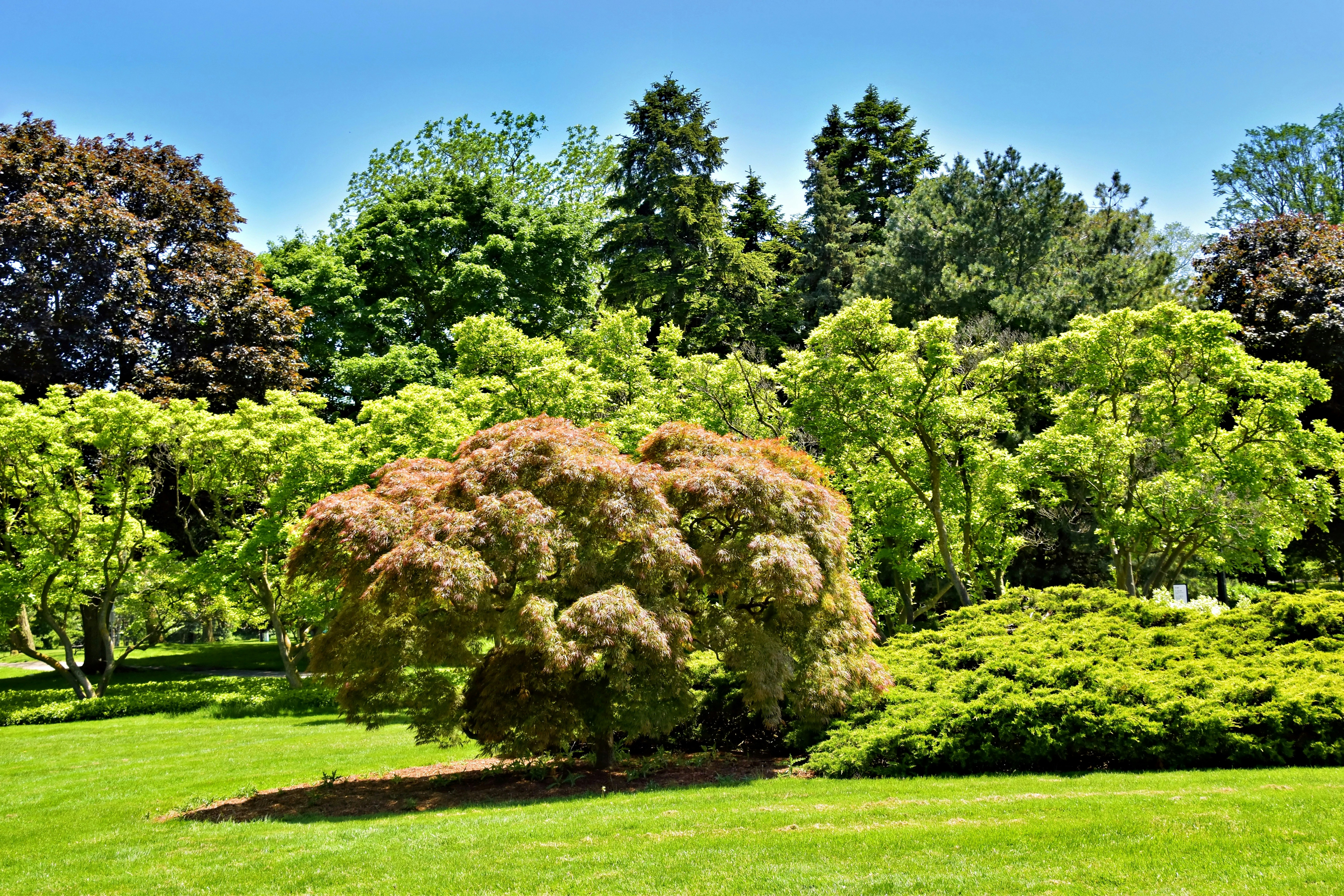Sunlit Garden Canopy: A Quiet, Verdant Clearing