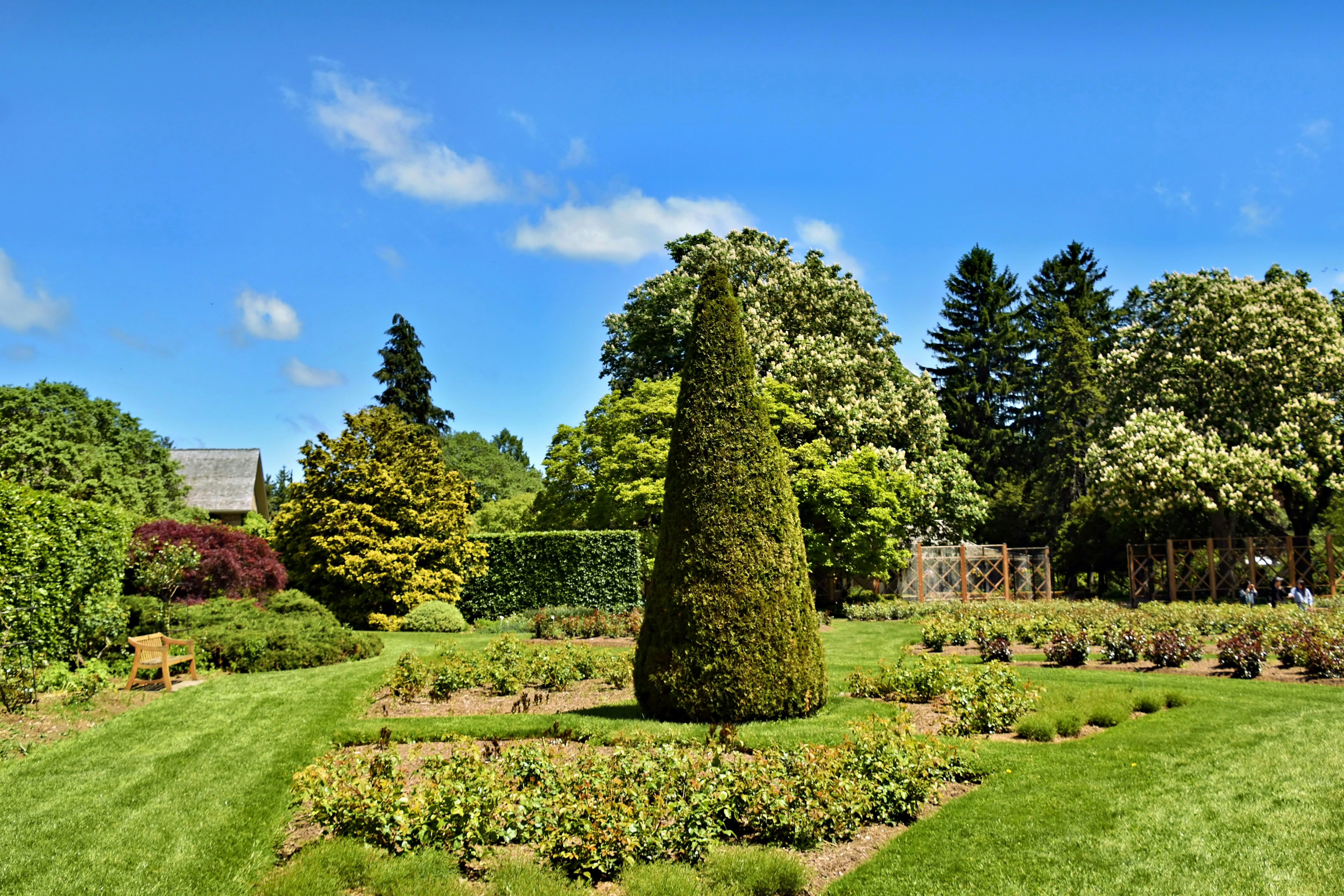 The Tidy Conifer Centerpiece in a Pruned Garden