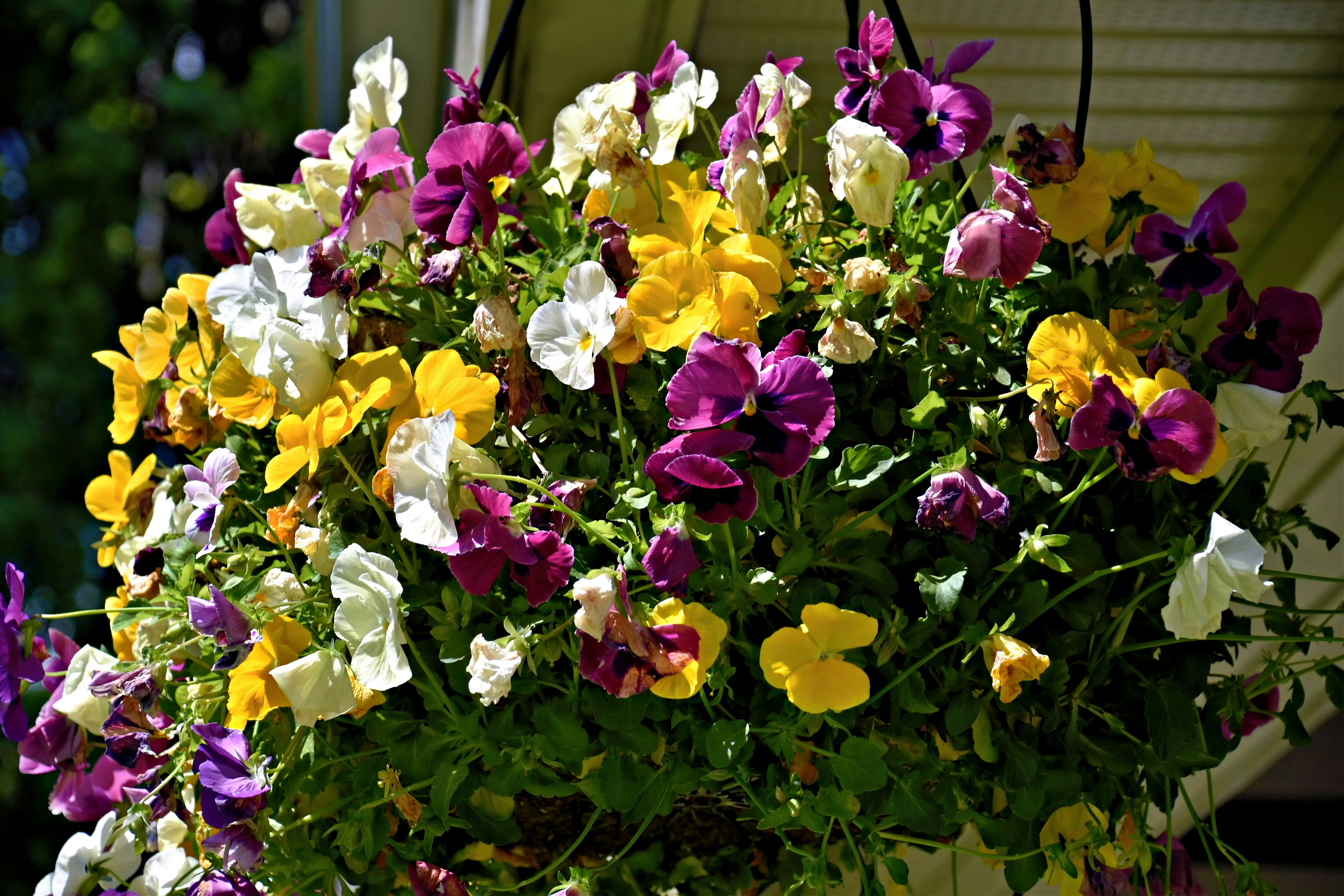 Colorful Petunia Basket in Sunlit Garden