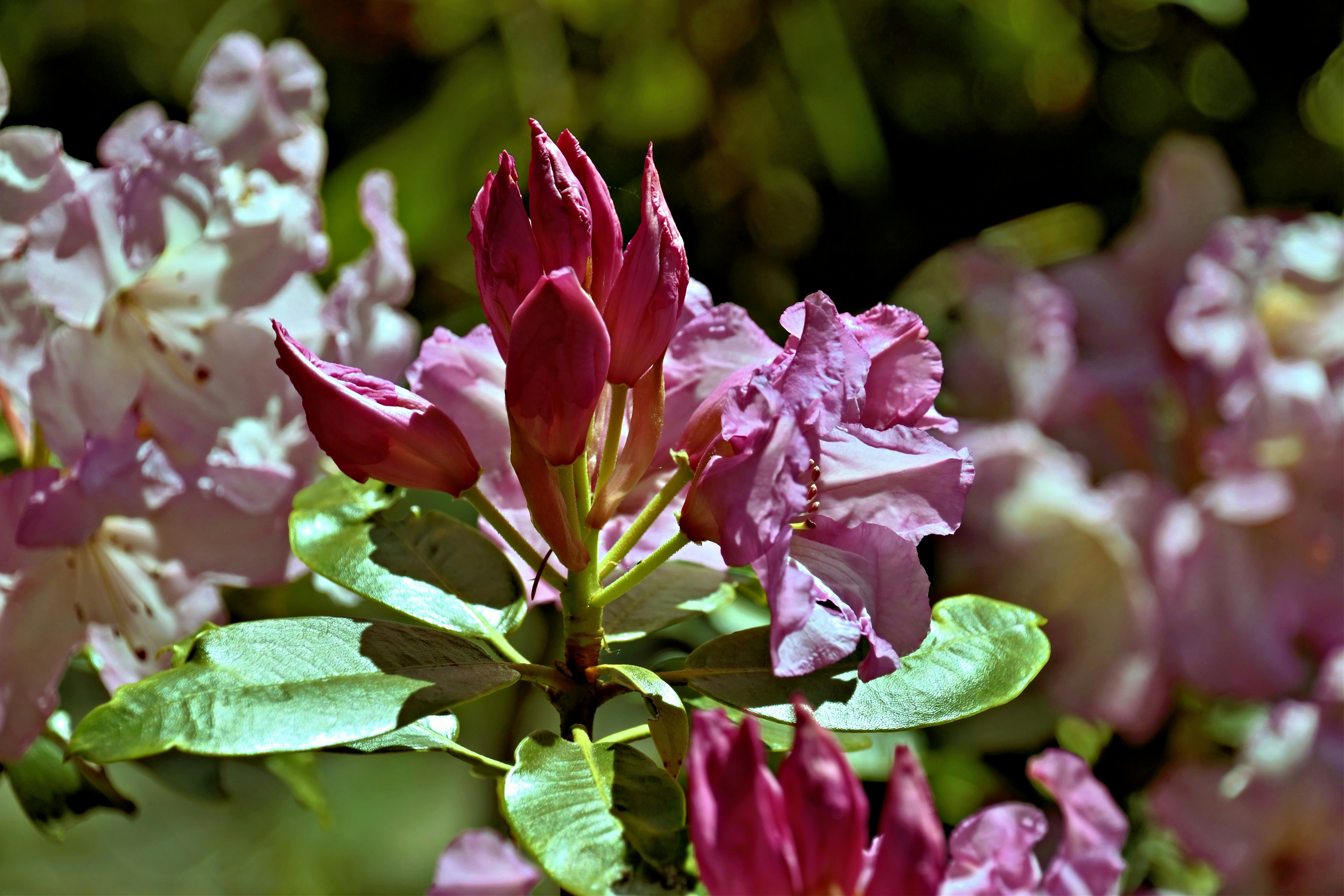 Crimson Buds in a Spring Pink Bloom