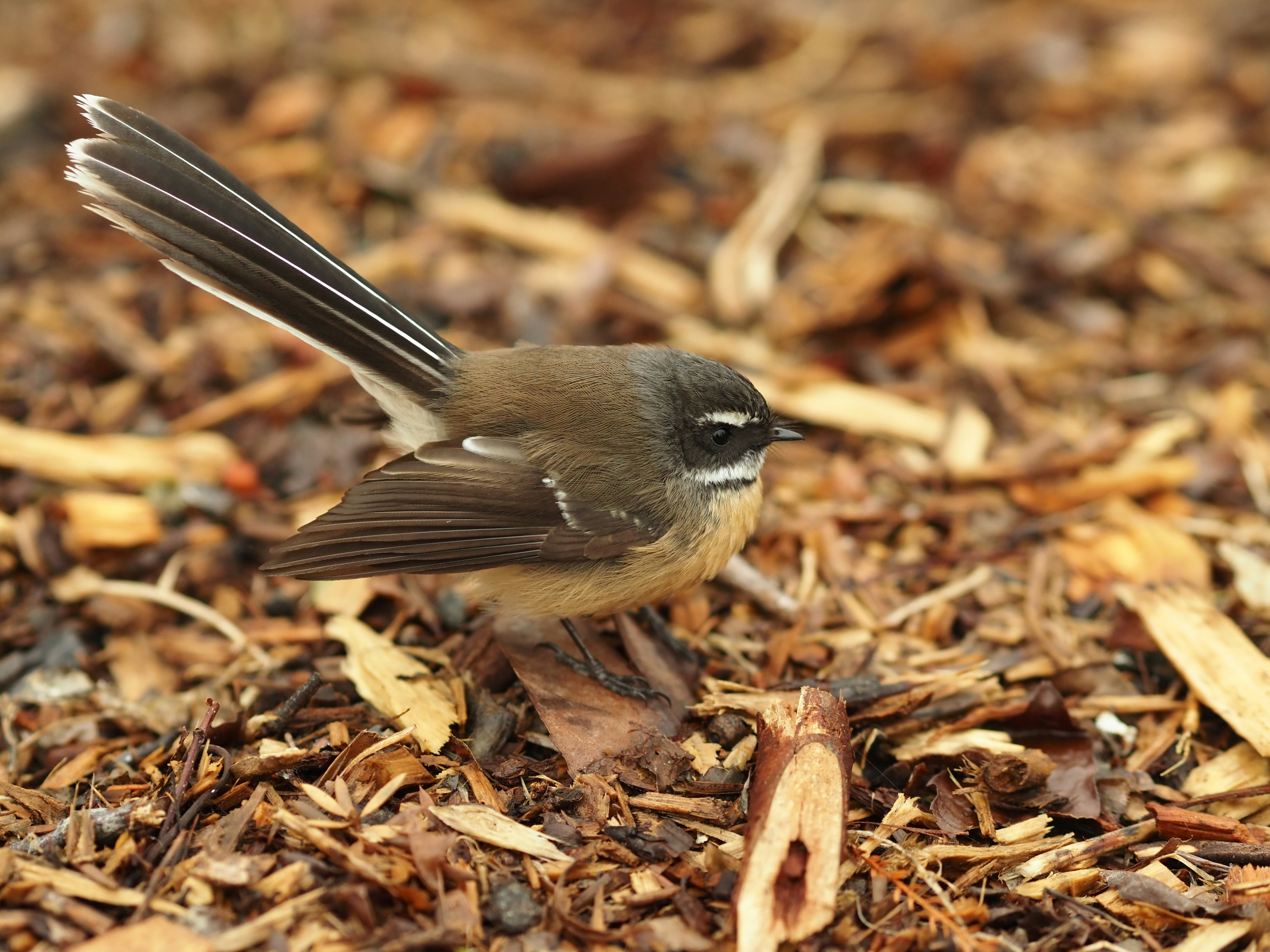 Bottom-Forager: A small passerine on leaf-litter drama