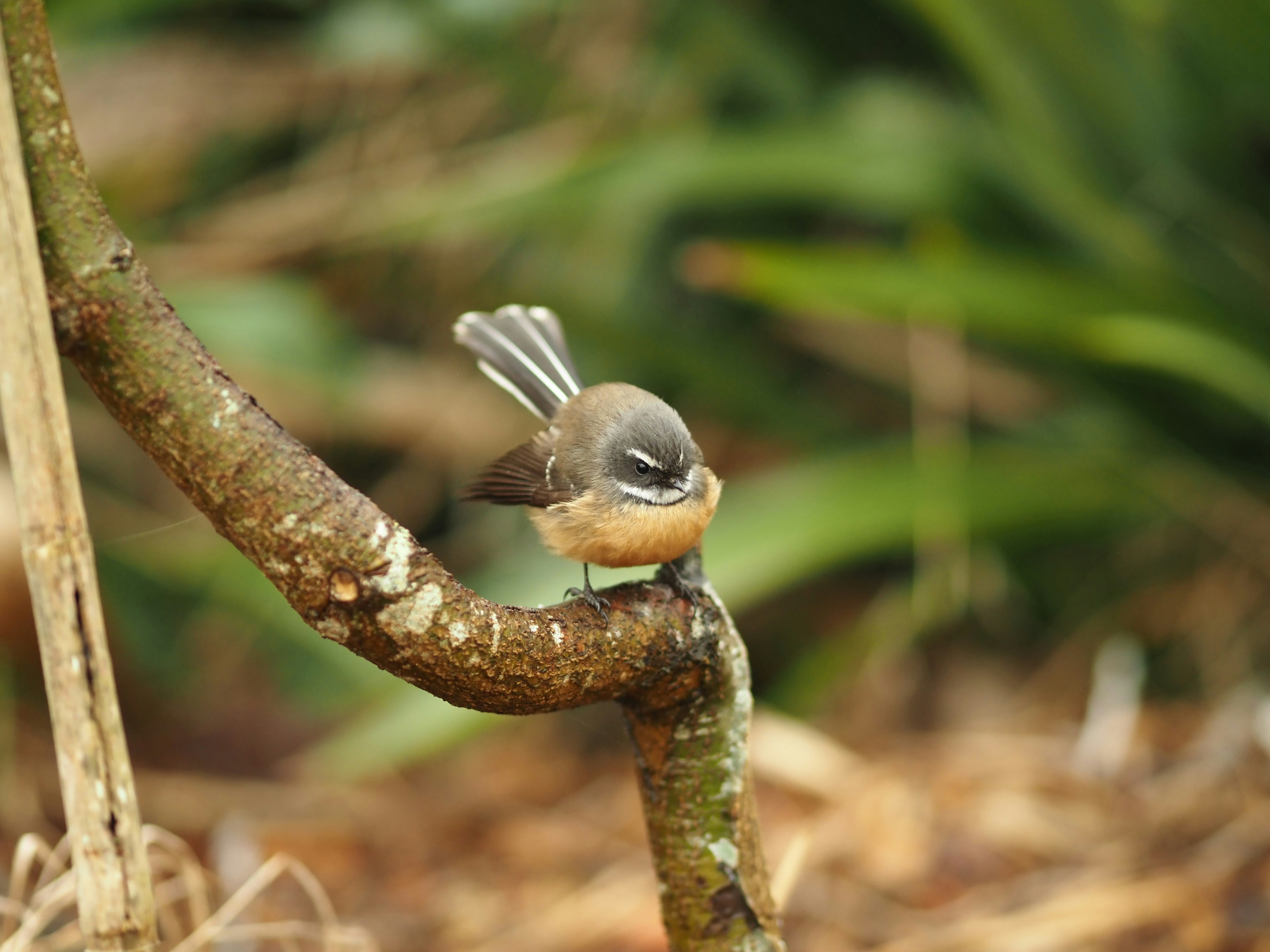  perched on a curved branch: a tiny bird centers the frame