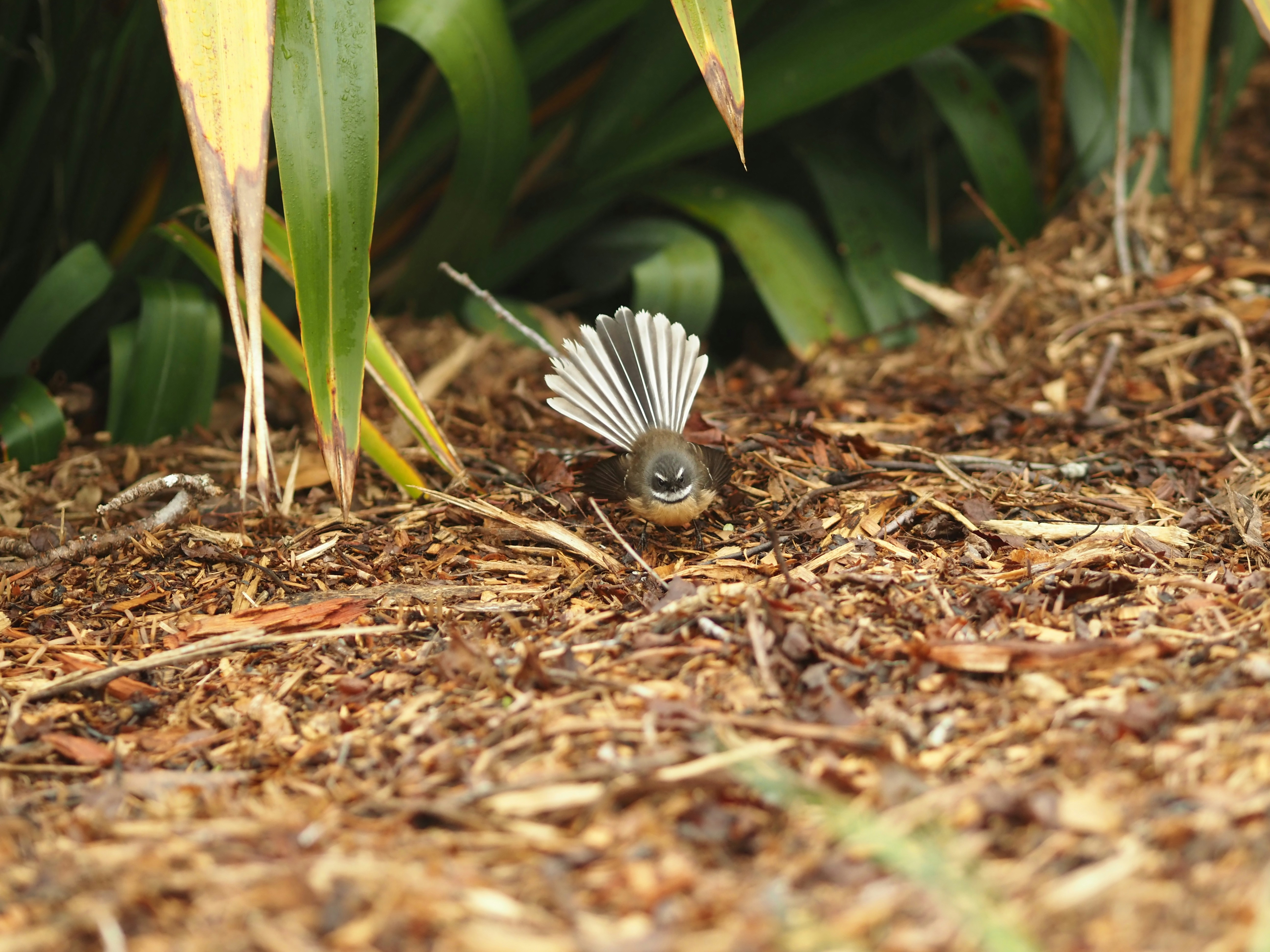 Tiny Hat-Stand: A Shell of Stripes Pops from the Mulch