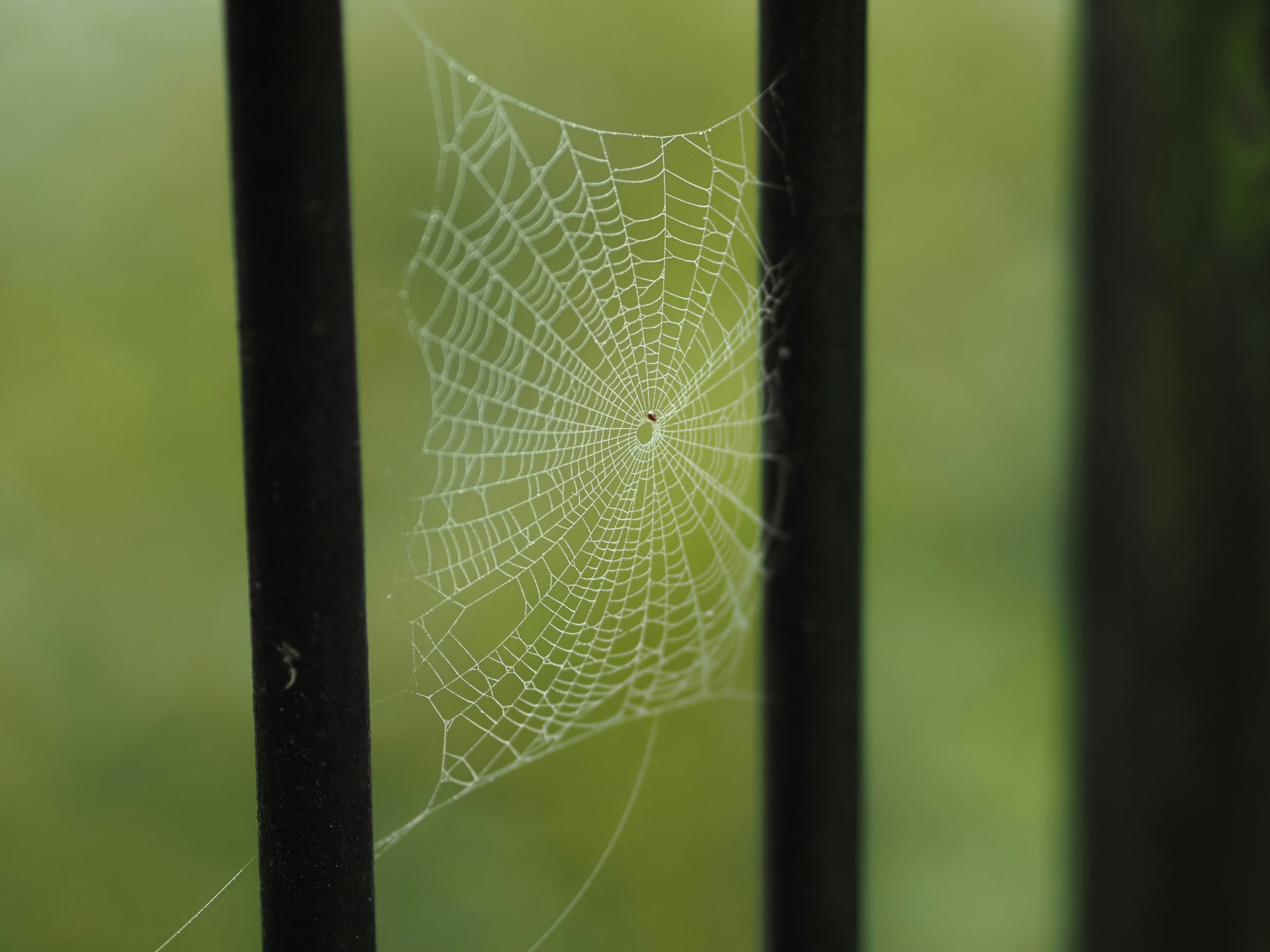 Silken Center: Spider Web Between Iron Rails