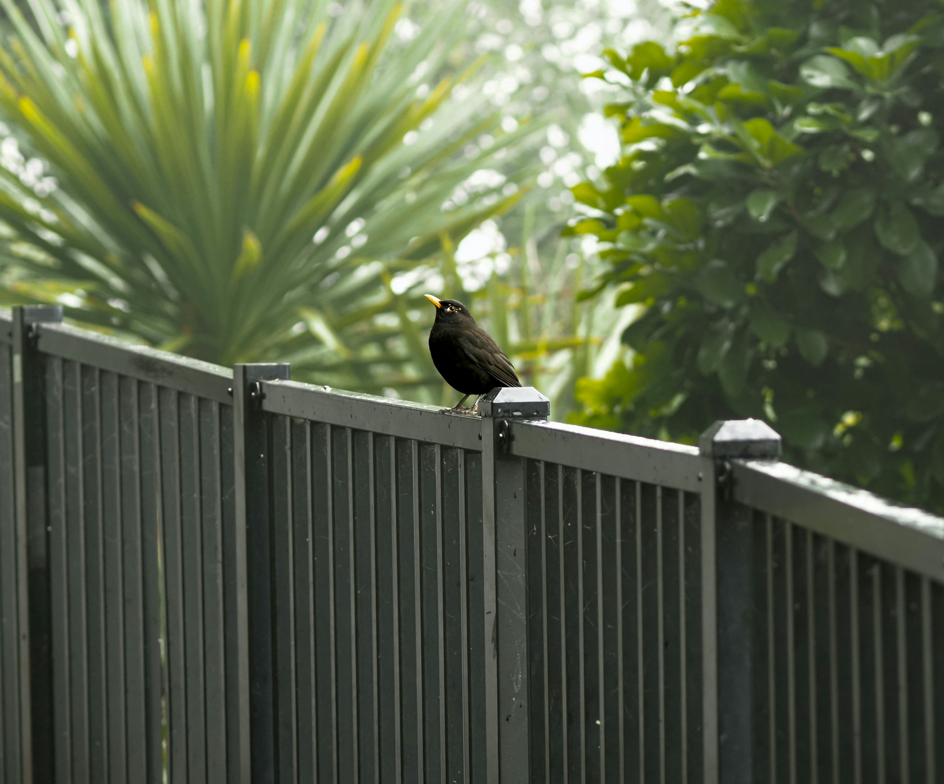 A blackbird sitting on a metal fence in New Zealand, surrounded by soft green garden plants. photo shot in natural light.