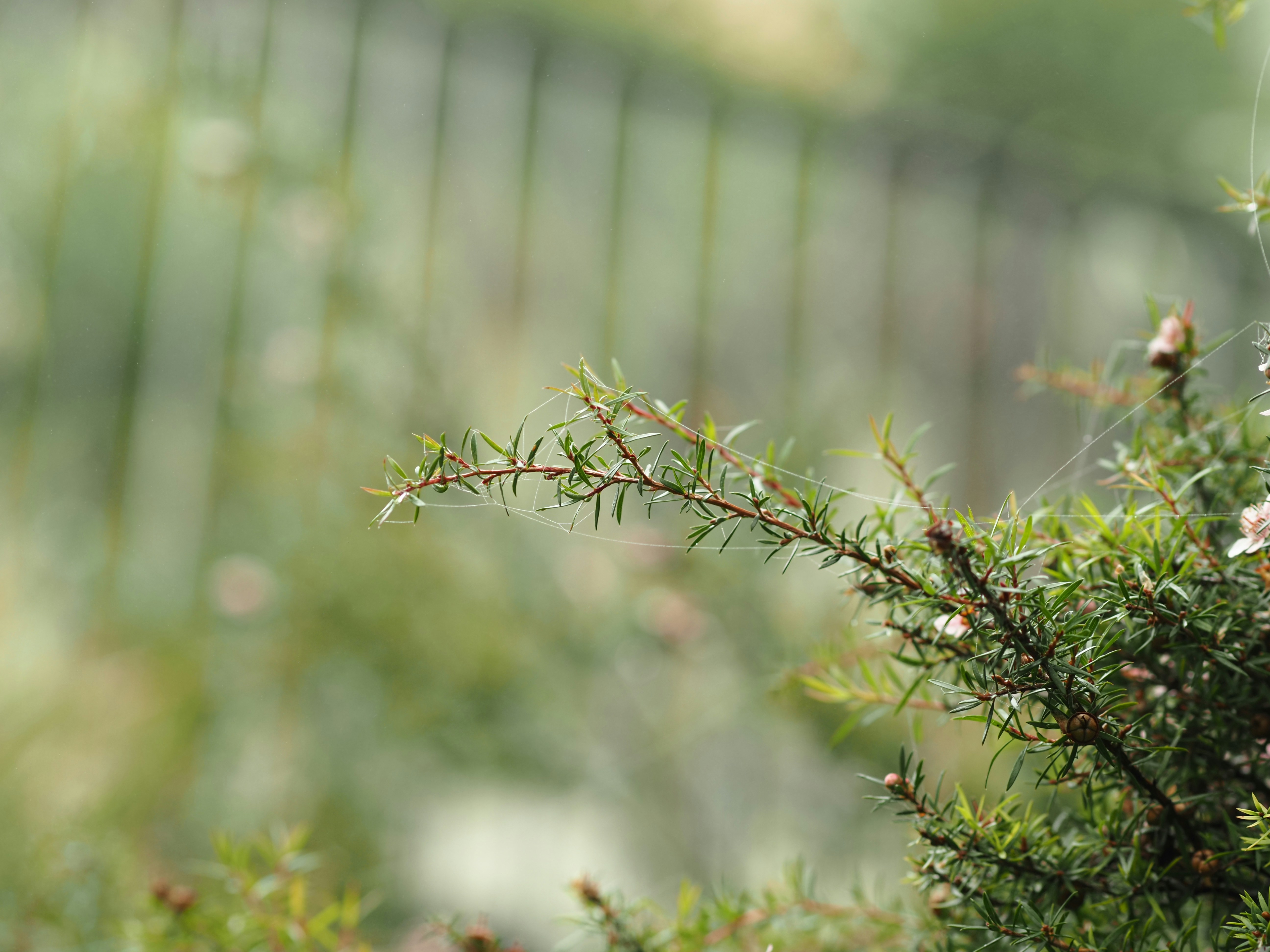 A close-up of a small native manuka plant branch in New Zealand with soft green background and fine spider silk.