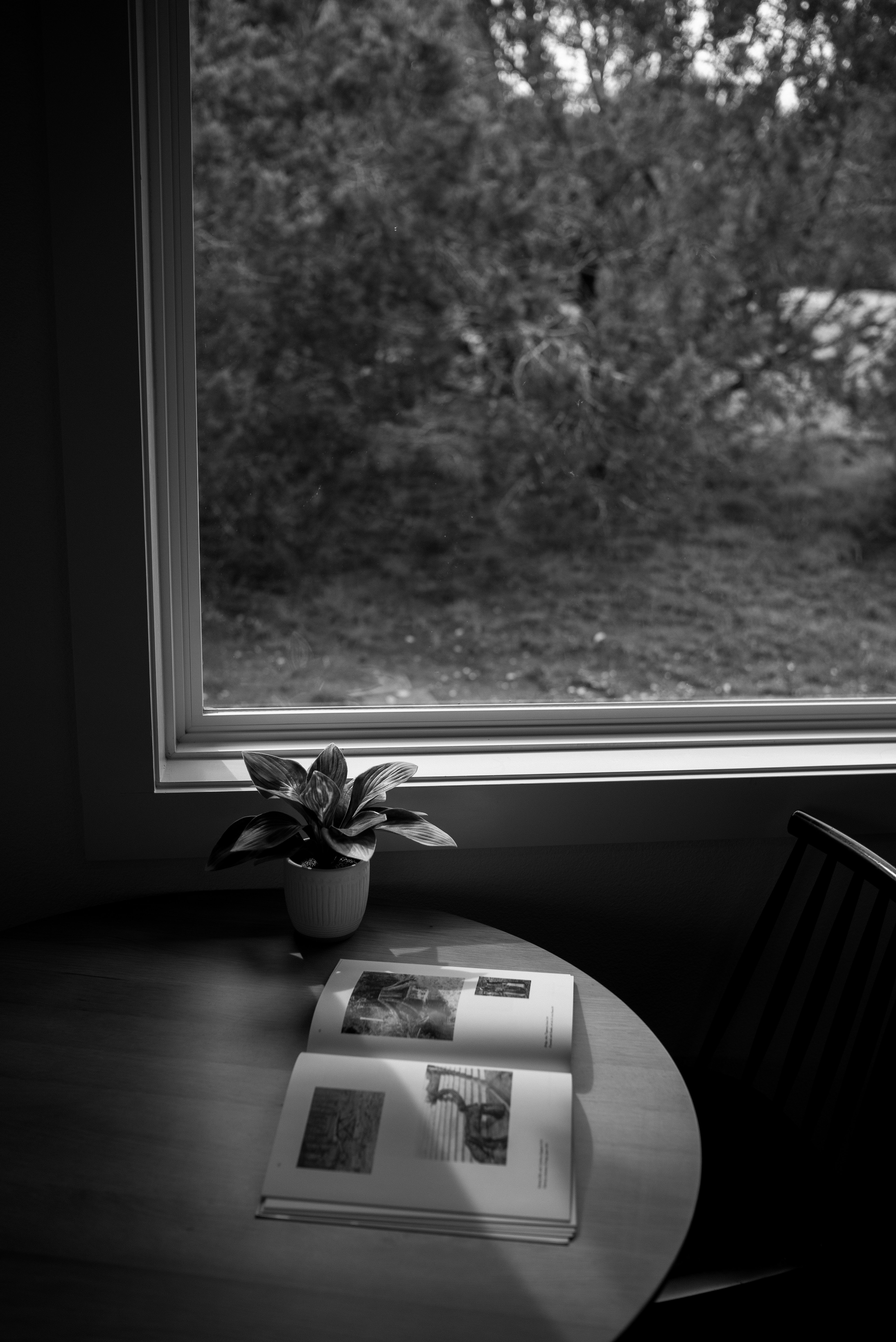 Sunlit Stillness: A Plant, Book, and Window in Quiet Monochrome