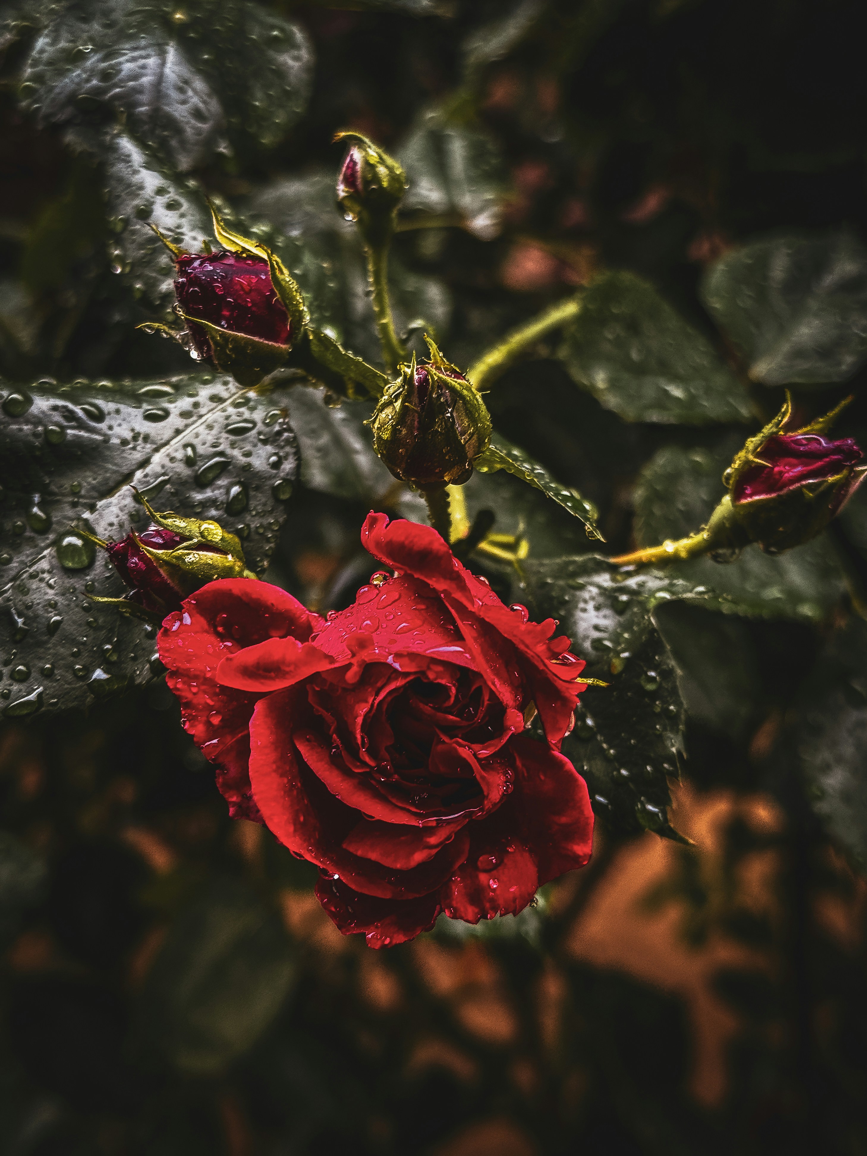 Crimson Bloom Amid Dew-Draped Leaves