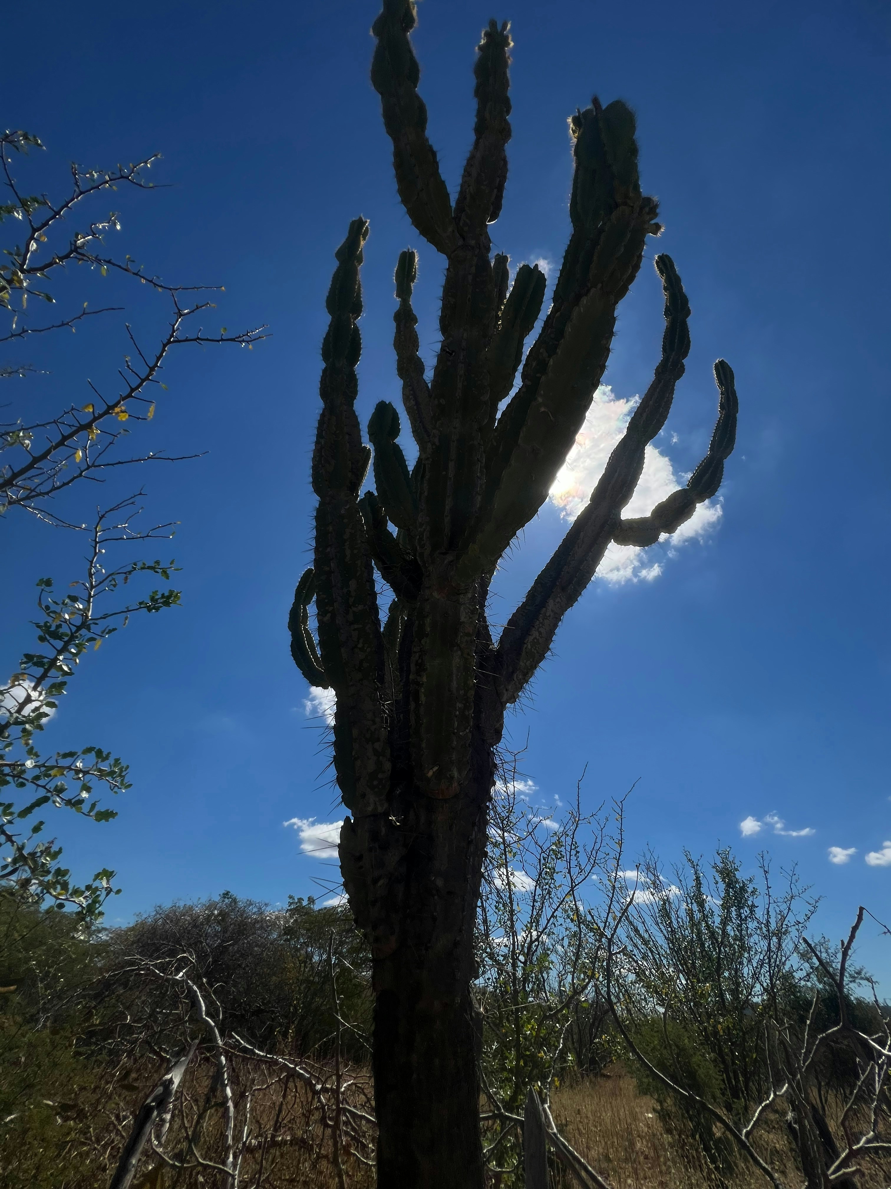 Desert Giant: Cactus Piercing the Blue Sky