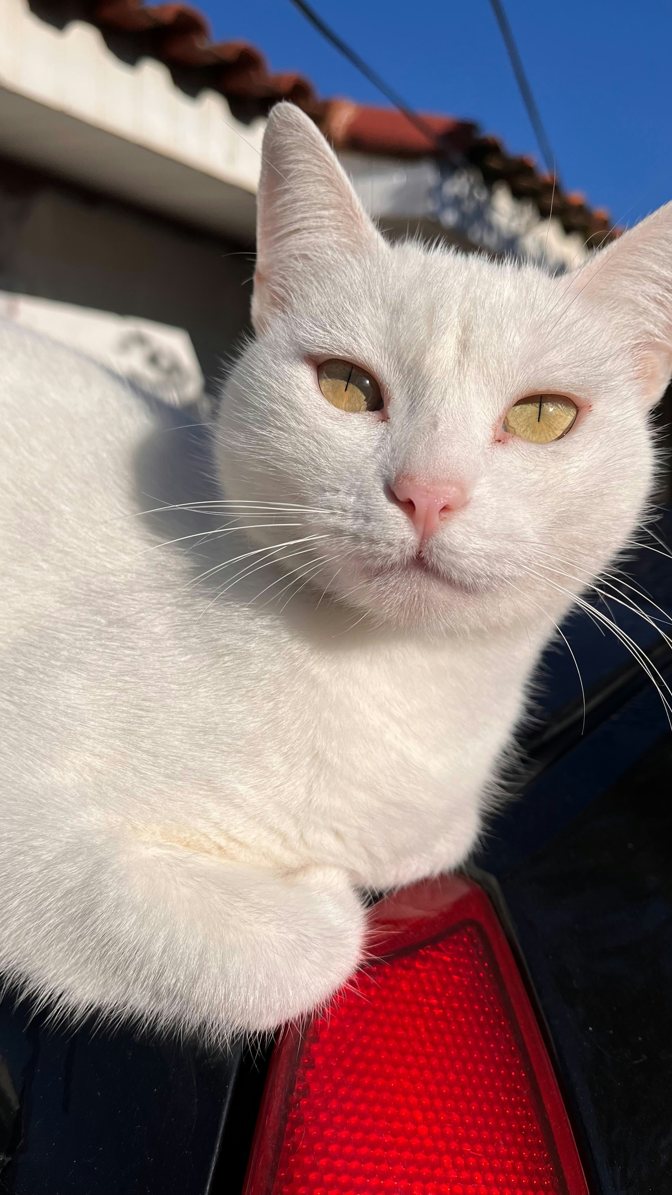 White Cat Basking in Sunlight on a Car Taillight