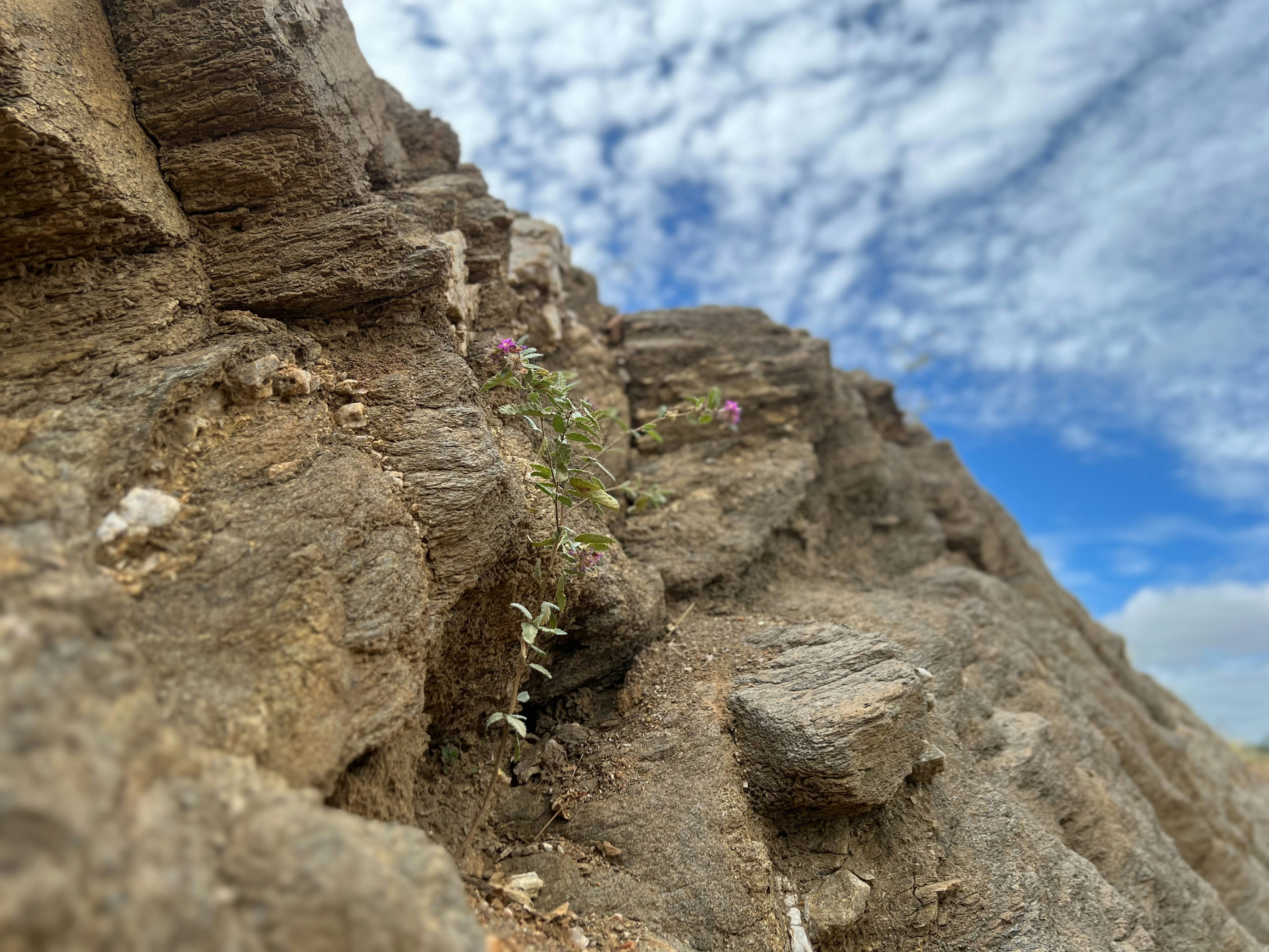 Cracked Stone Chorus: A Quiet Verge of Wildflowers on Cliff Faces
