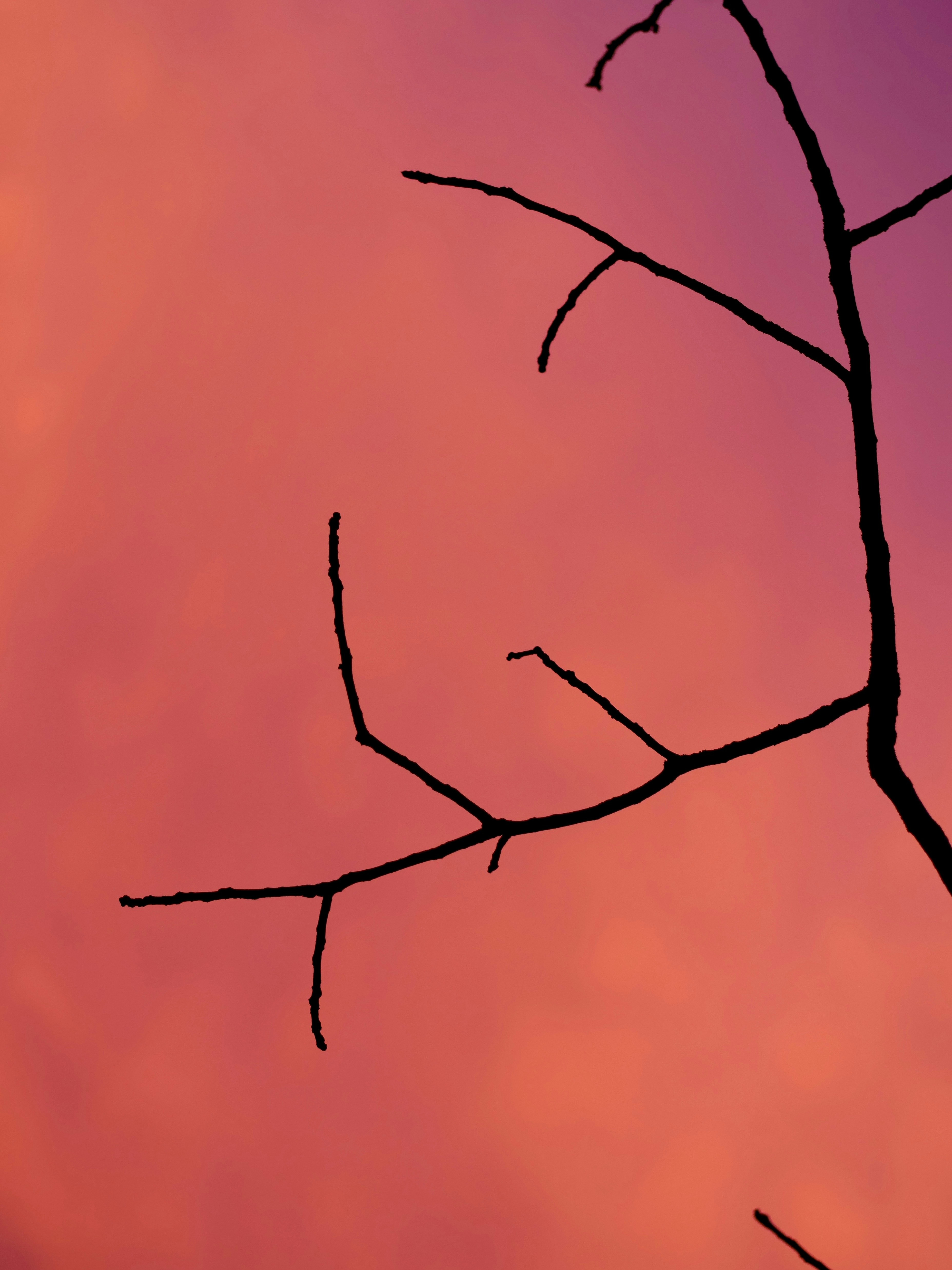 Silhouetted Branches Against a Sunset Gradient