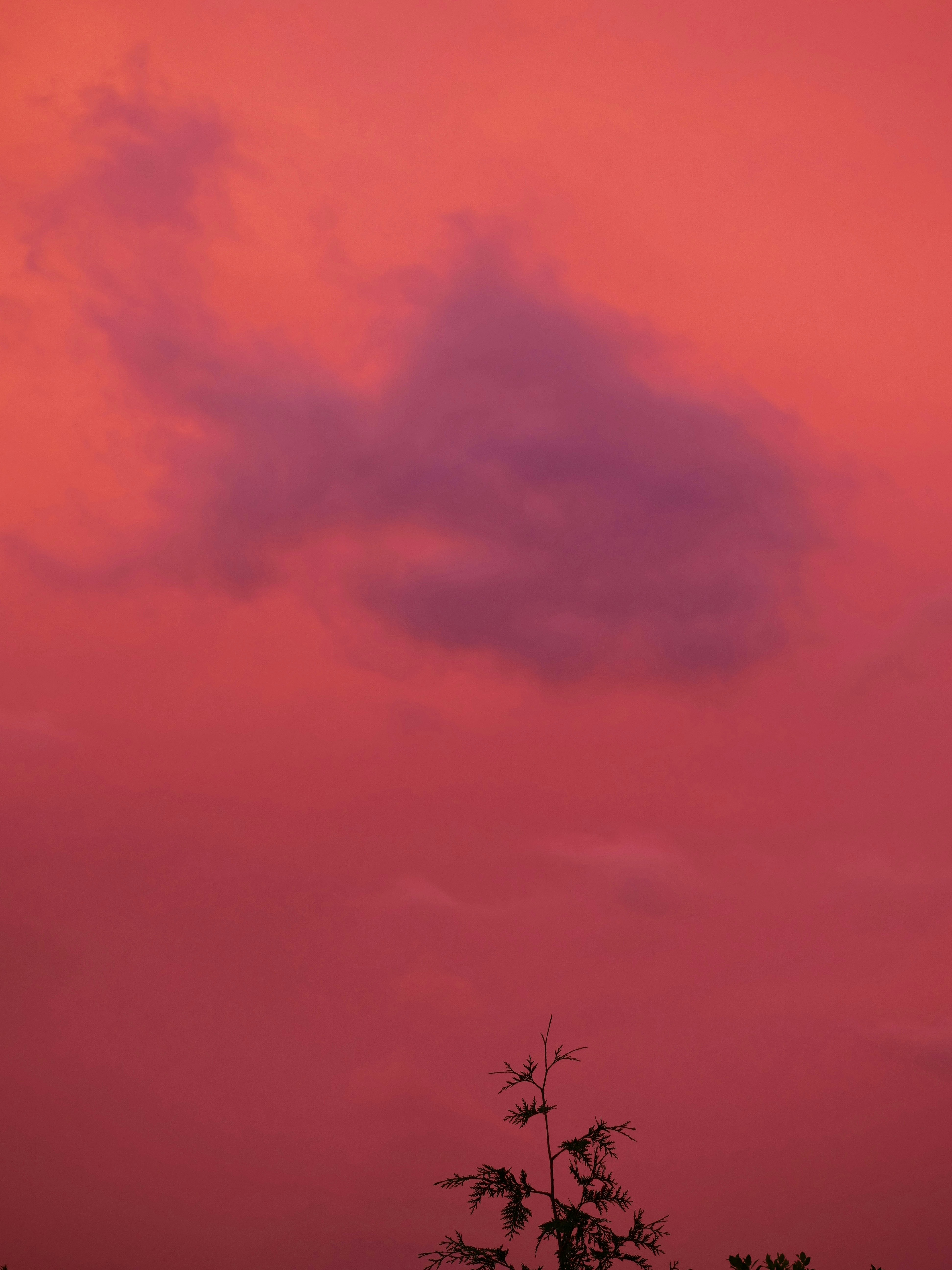 Rosy Dusk Above a Silent Canopy