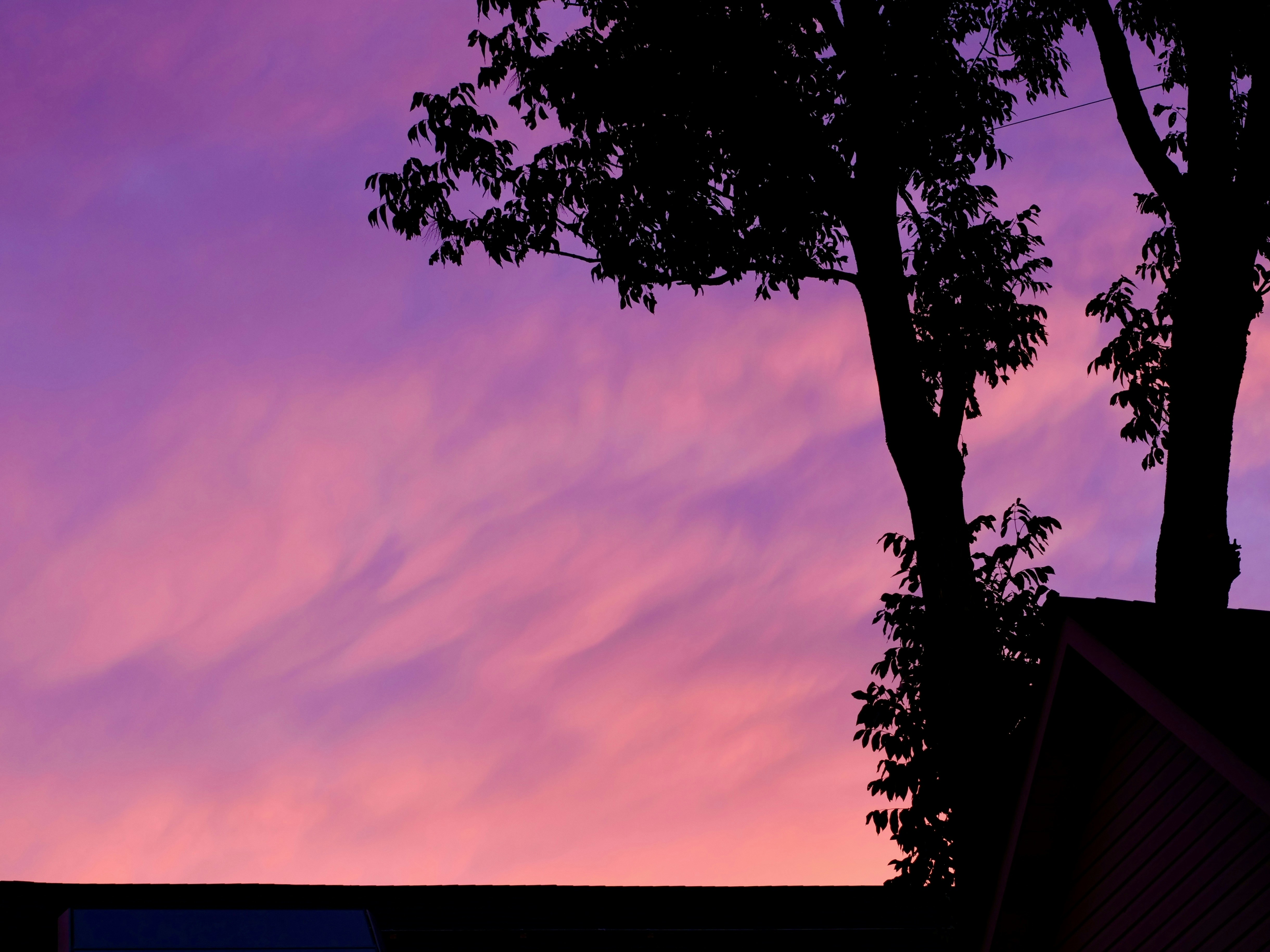 Silhouetted Trees Against a Sunset Sky