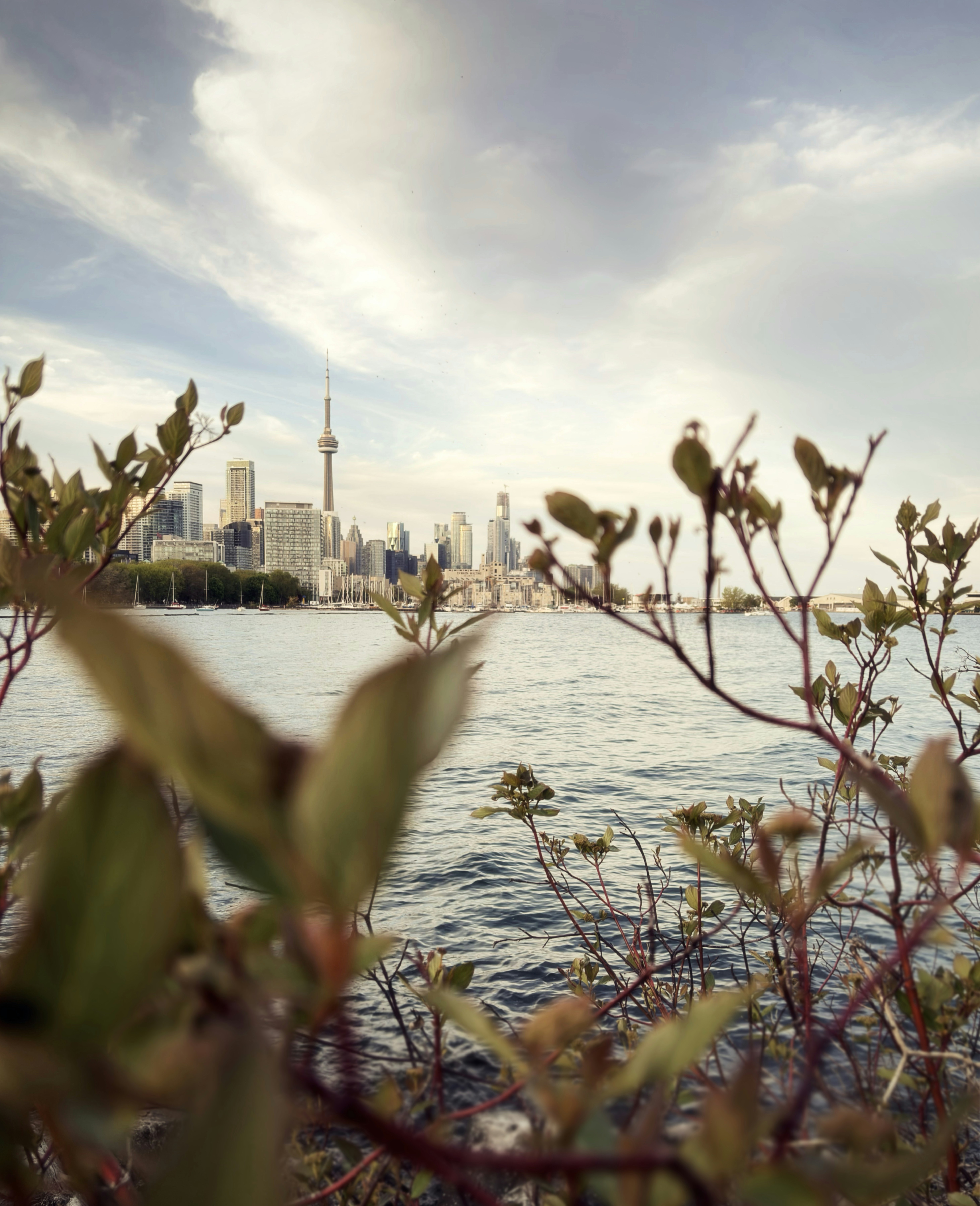 City Fringes: Water, Sky, and Branches Framing the Skyline