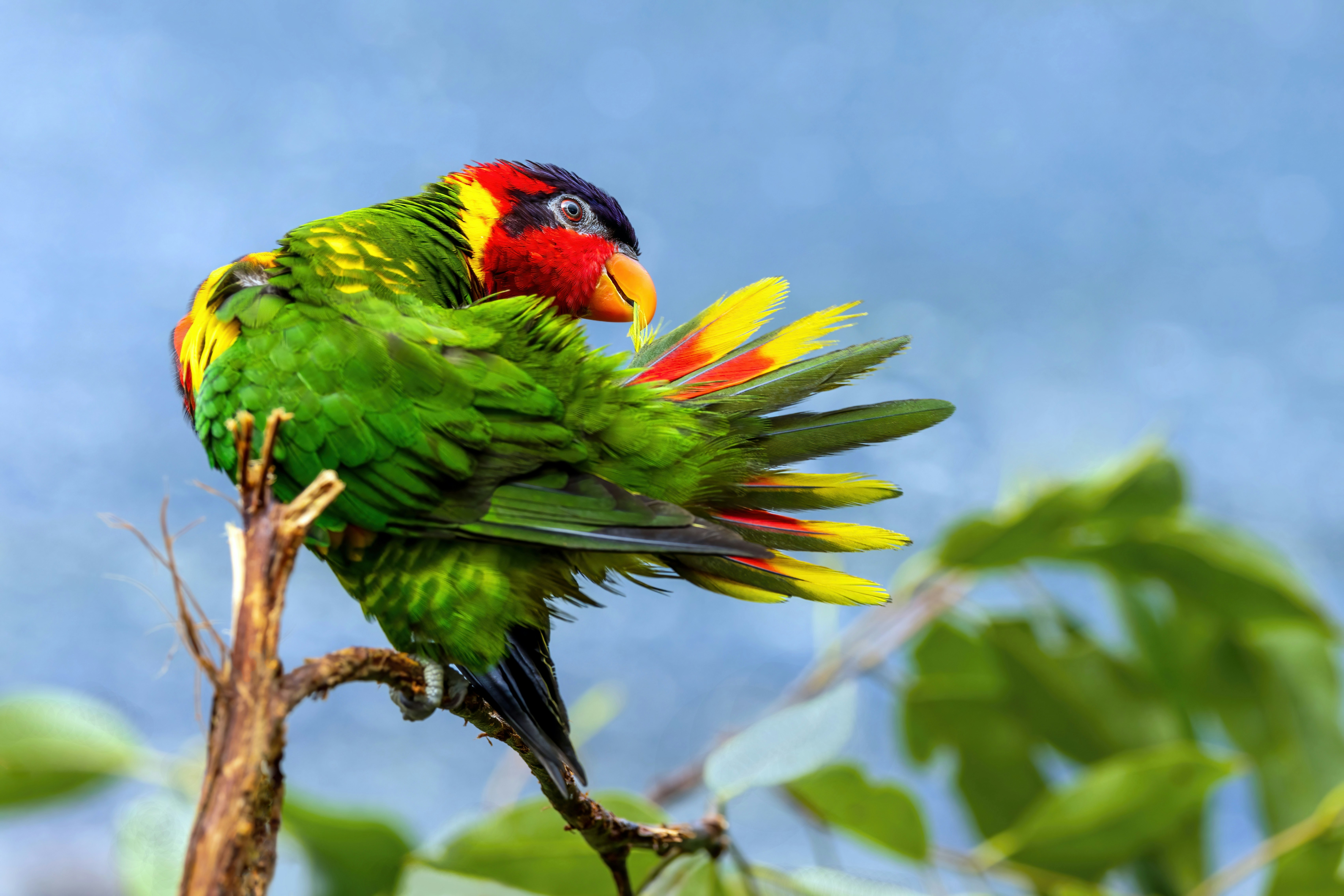An Ornate Lory preening. AKA Ornate Lorikeet, native to Sulawesi in Indonesia.