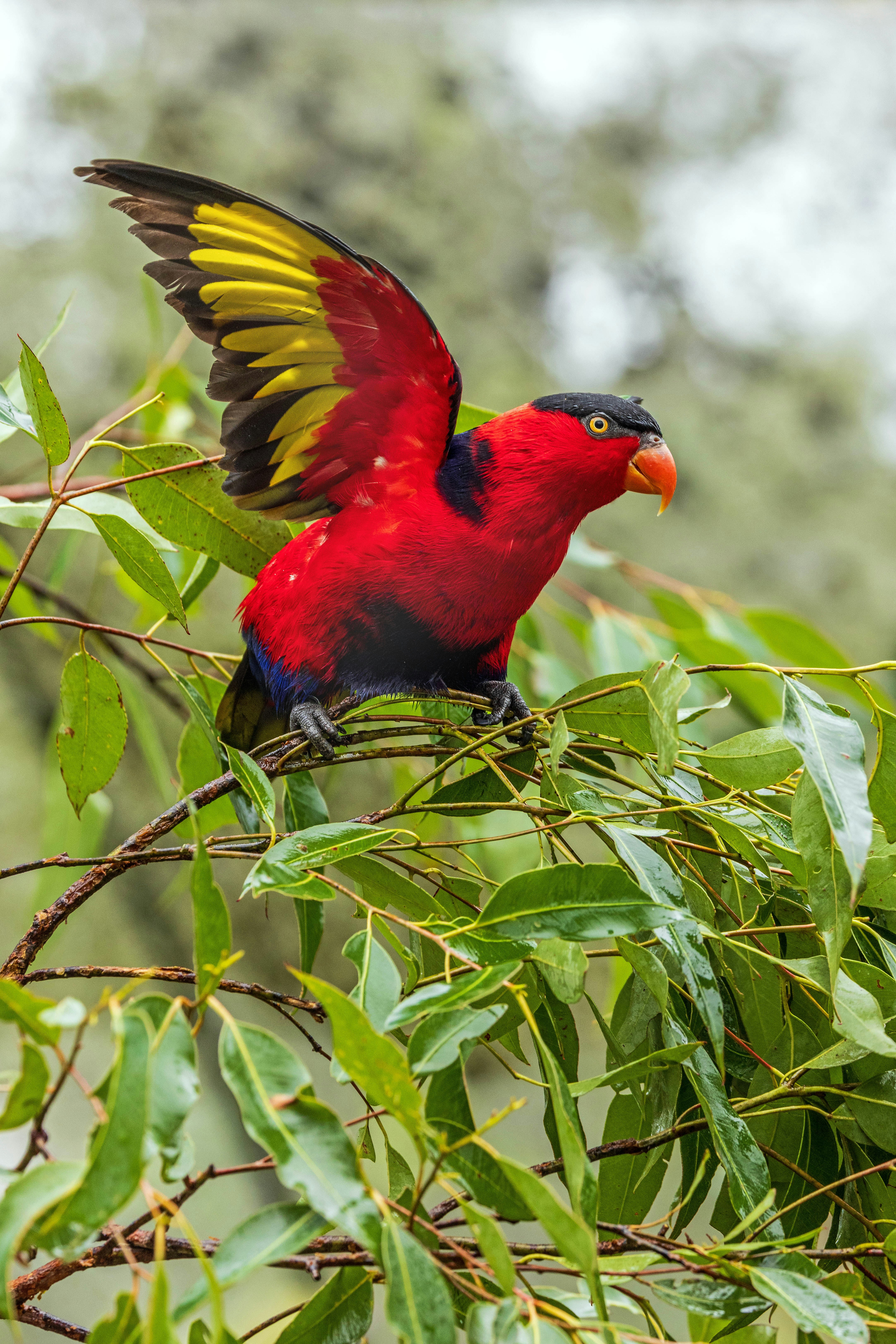 Scarlet Feathers and Bright Beak: A Crimson Lorikeet in Flight