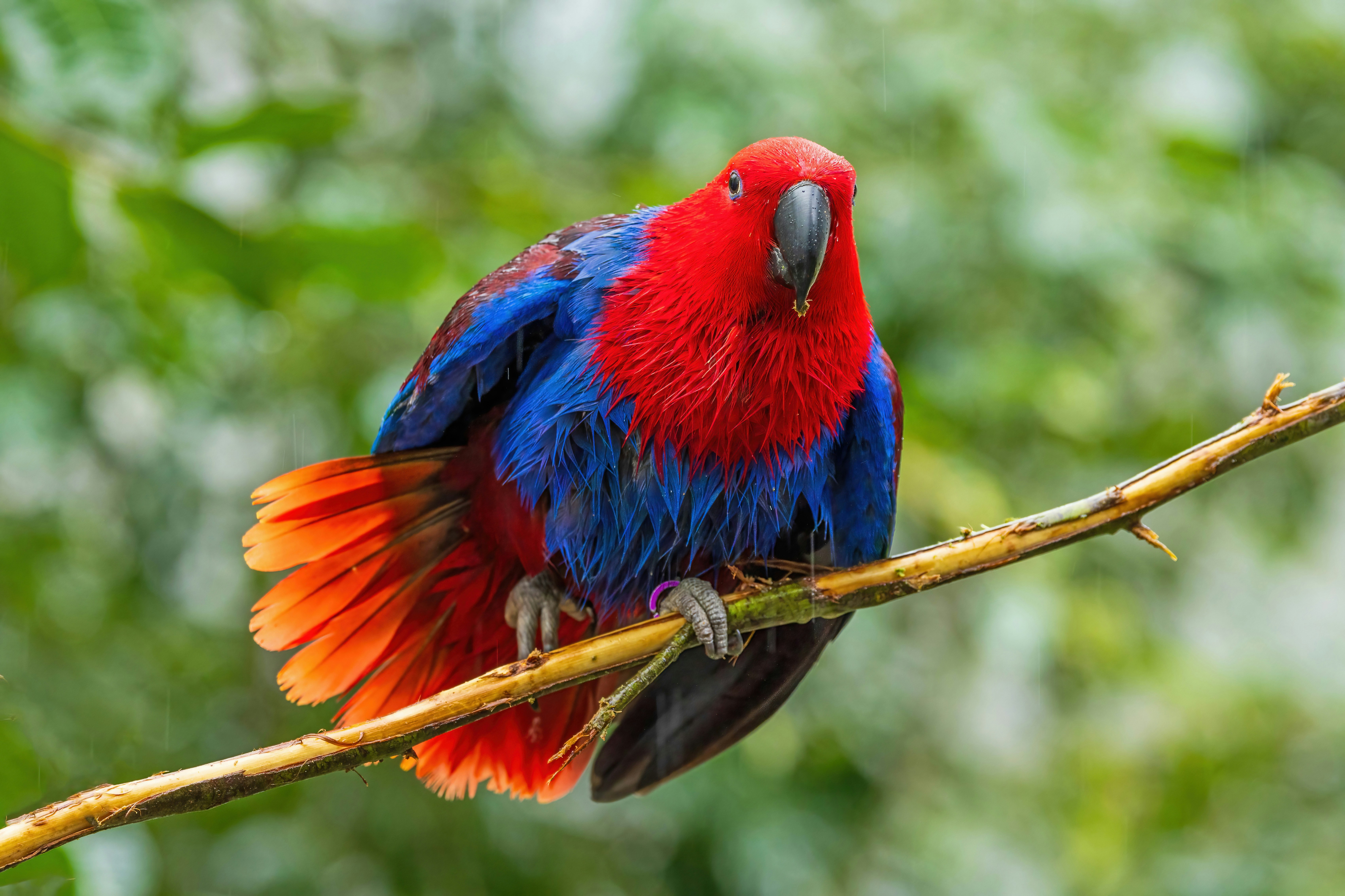 A female Eclectus Parrot on a wet and rainy day.