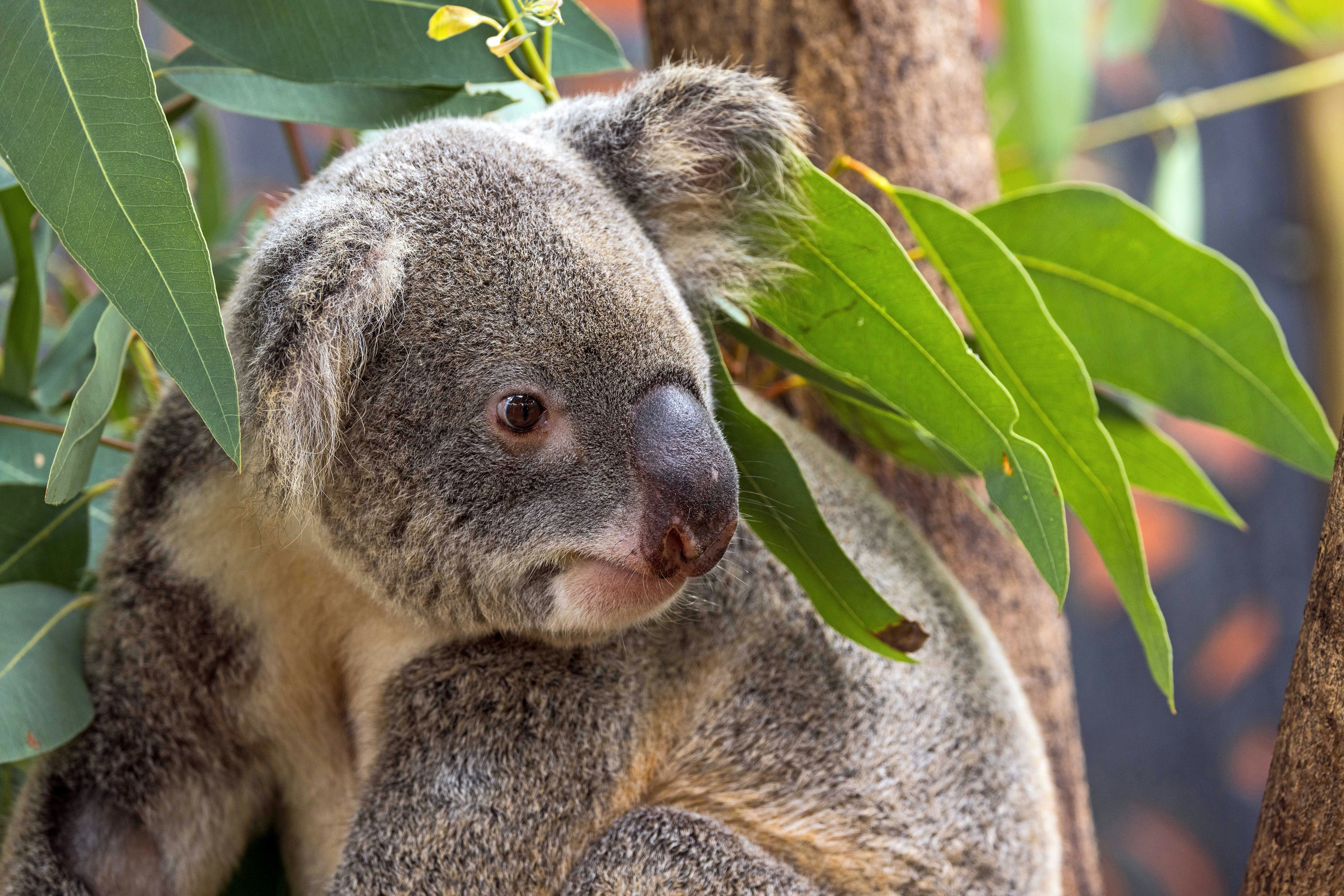 Koala in Dappled Shade: Quiet Contemplation Among Leaves