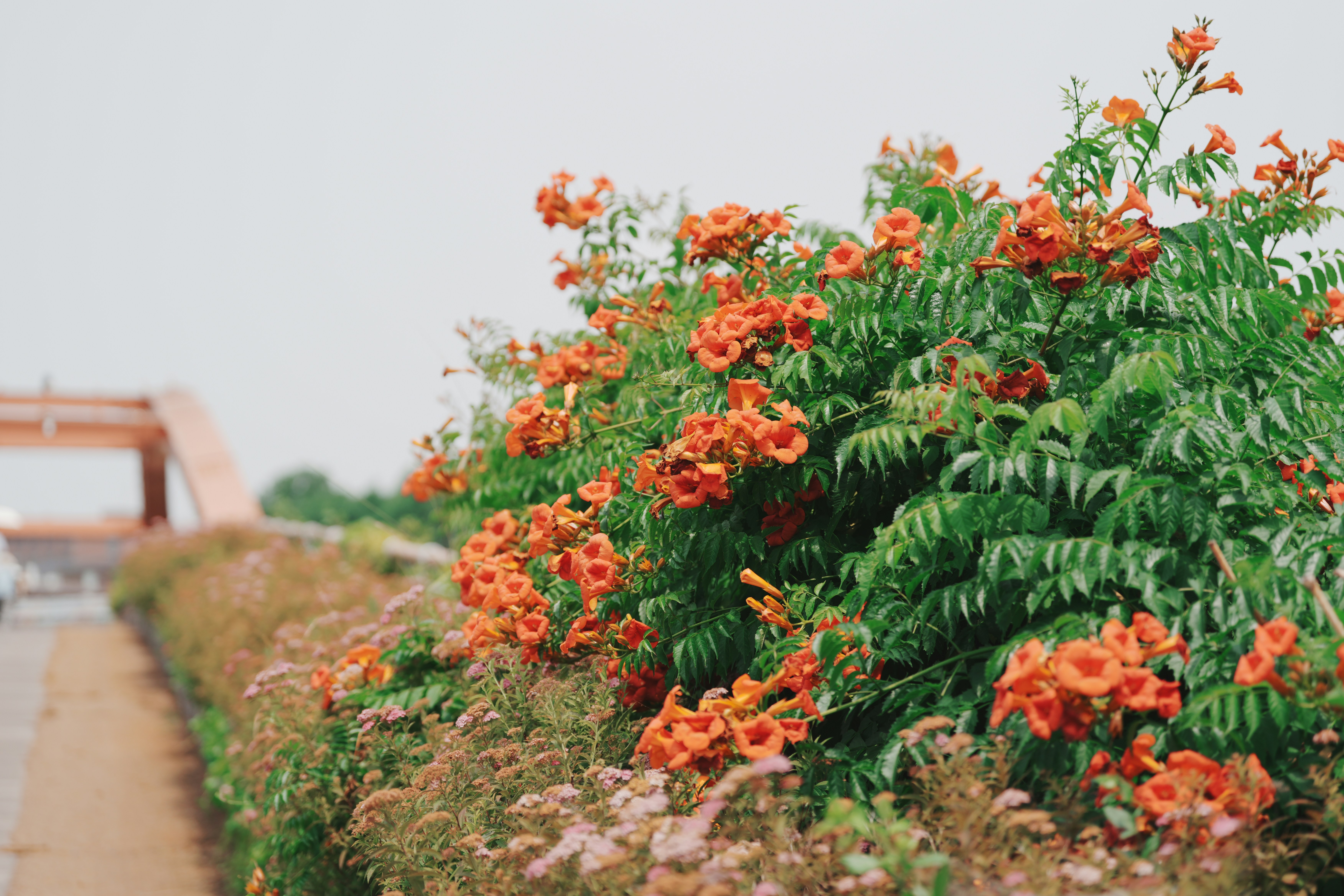 Orange Bouquets on a Gentle Slope by a Quiet Bridge