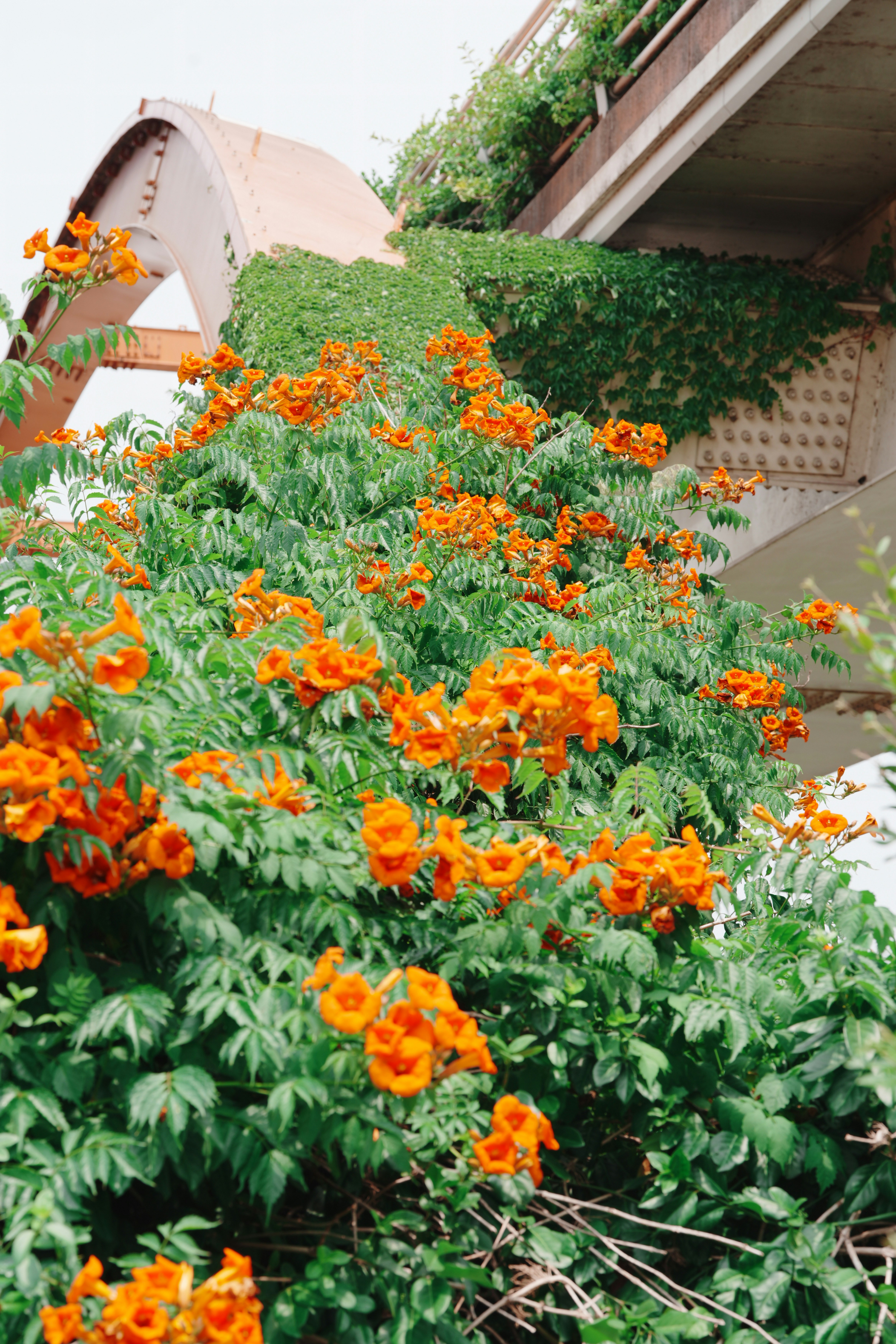Orange Bouquets on a Green Canvas Under Urban Veil