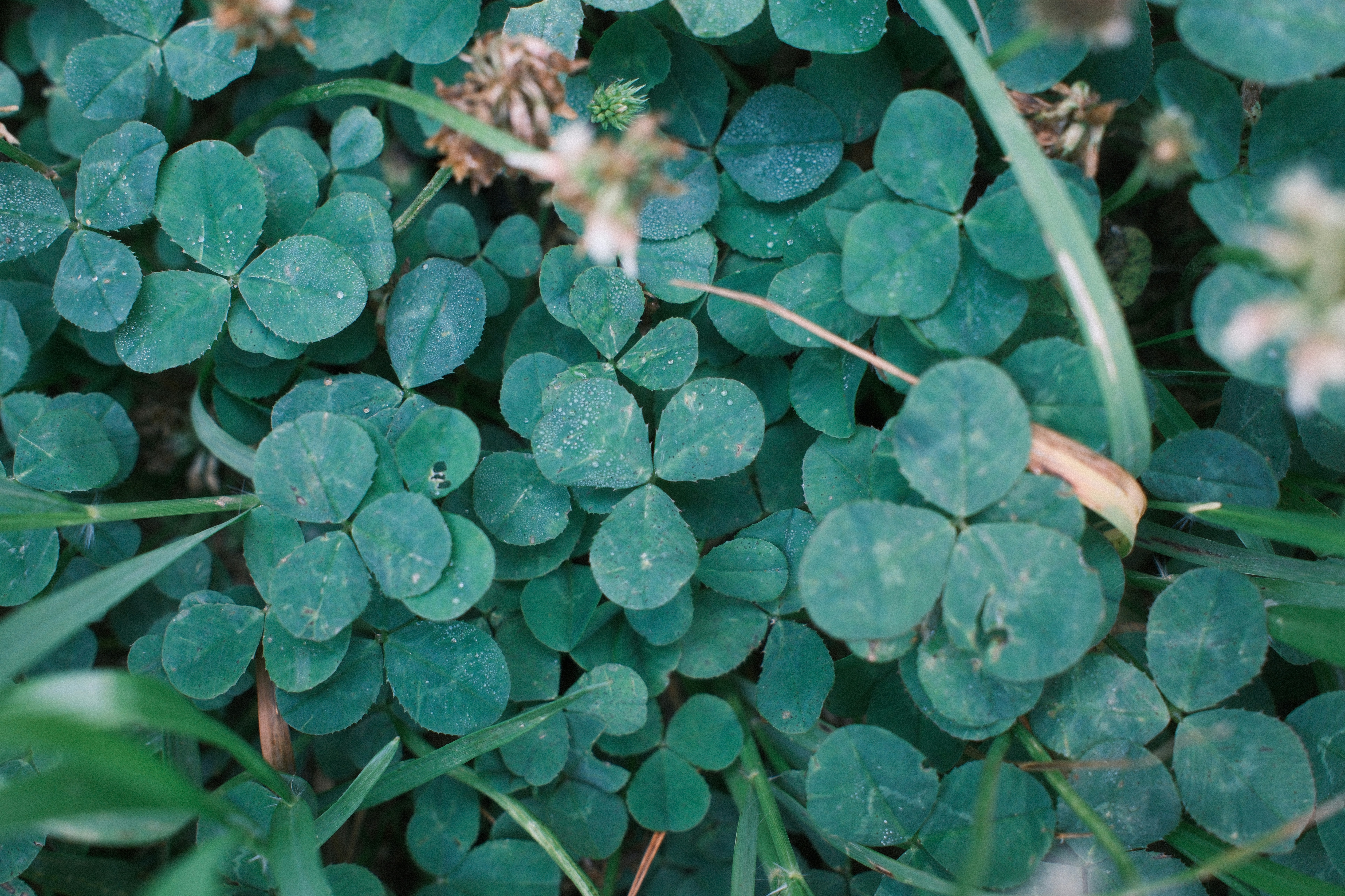 Emerald Clover Drift Across a Quiet Groundcover