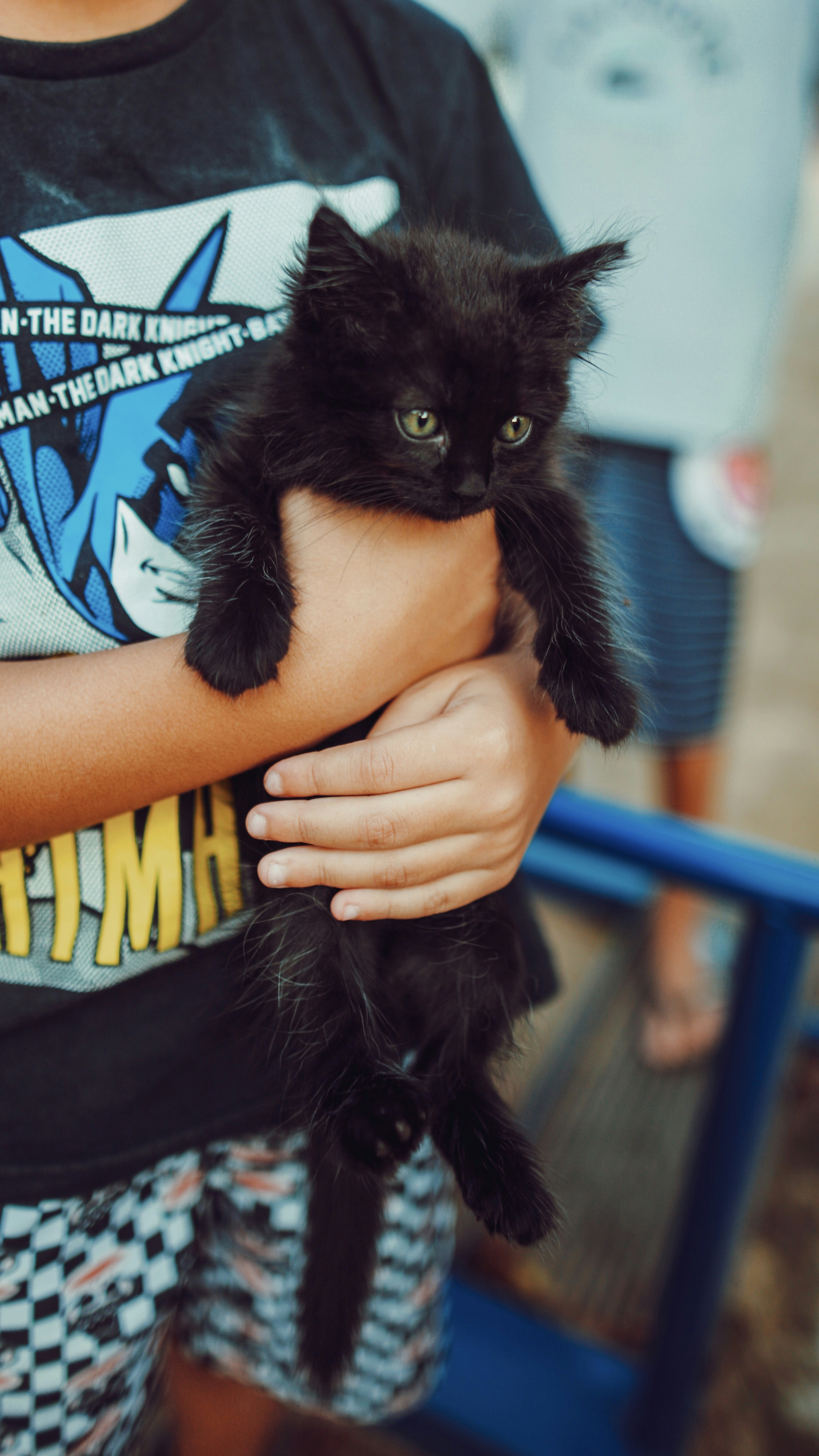 Holding a Curious Black Kitten: A Child's Gentle Embrace