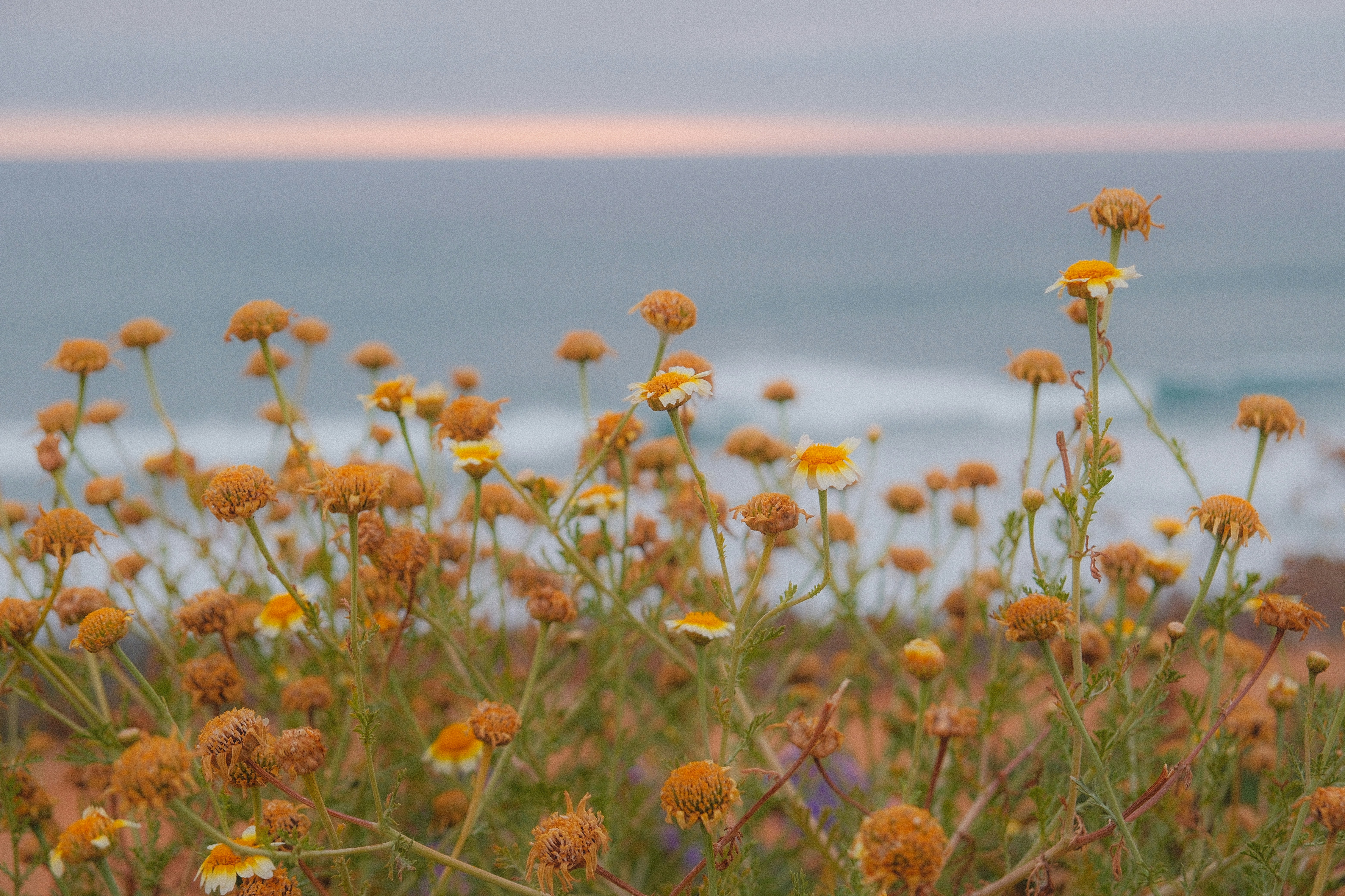 Sea-kissed Golden Bloom Field at Dusk