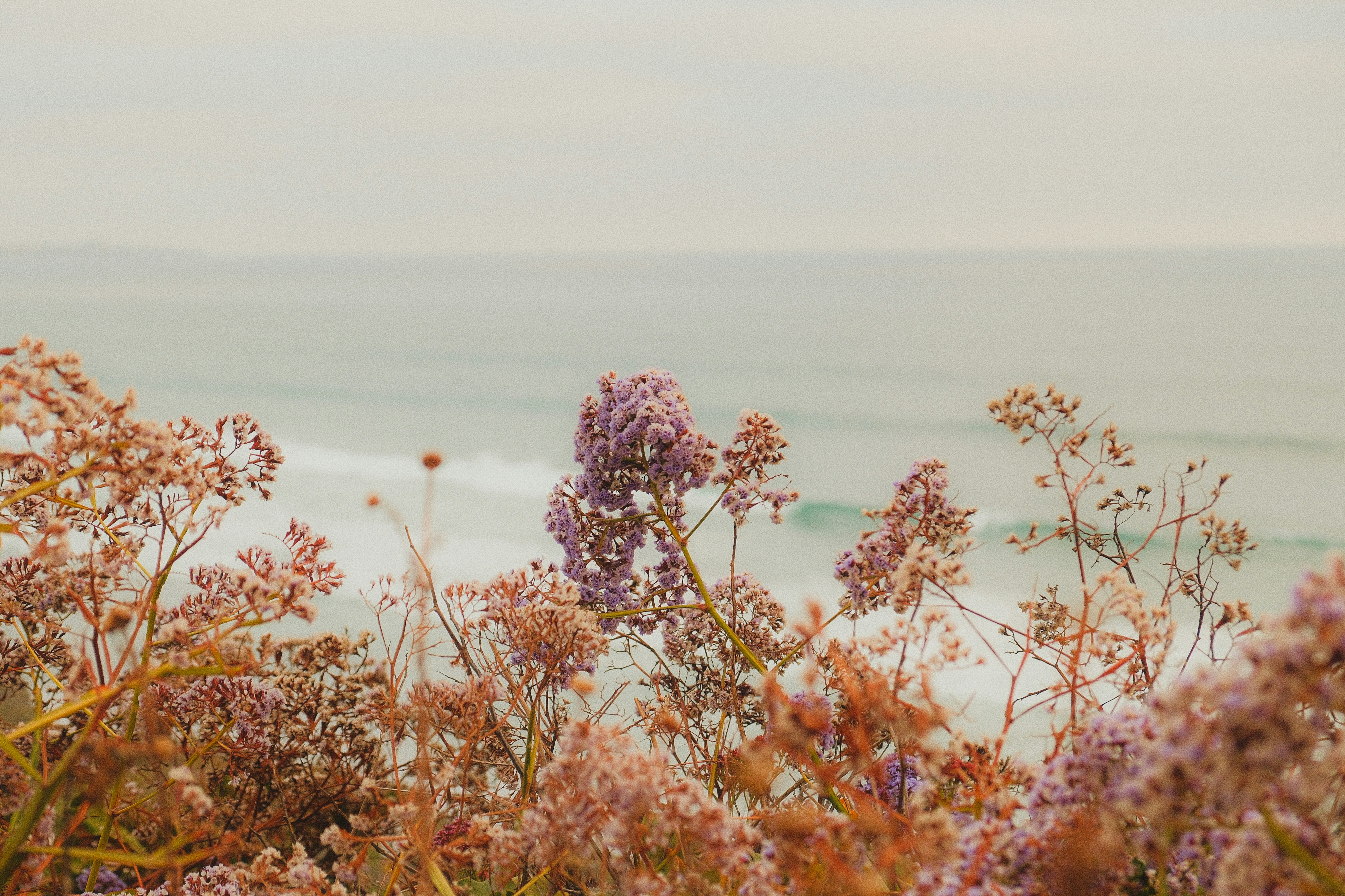 Sea Breeze in Purple: Wildflowers Framing a Quiet Coast